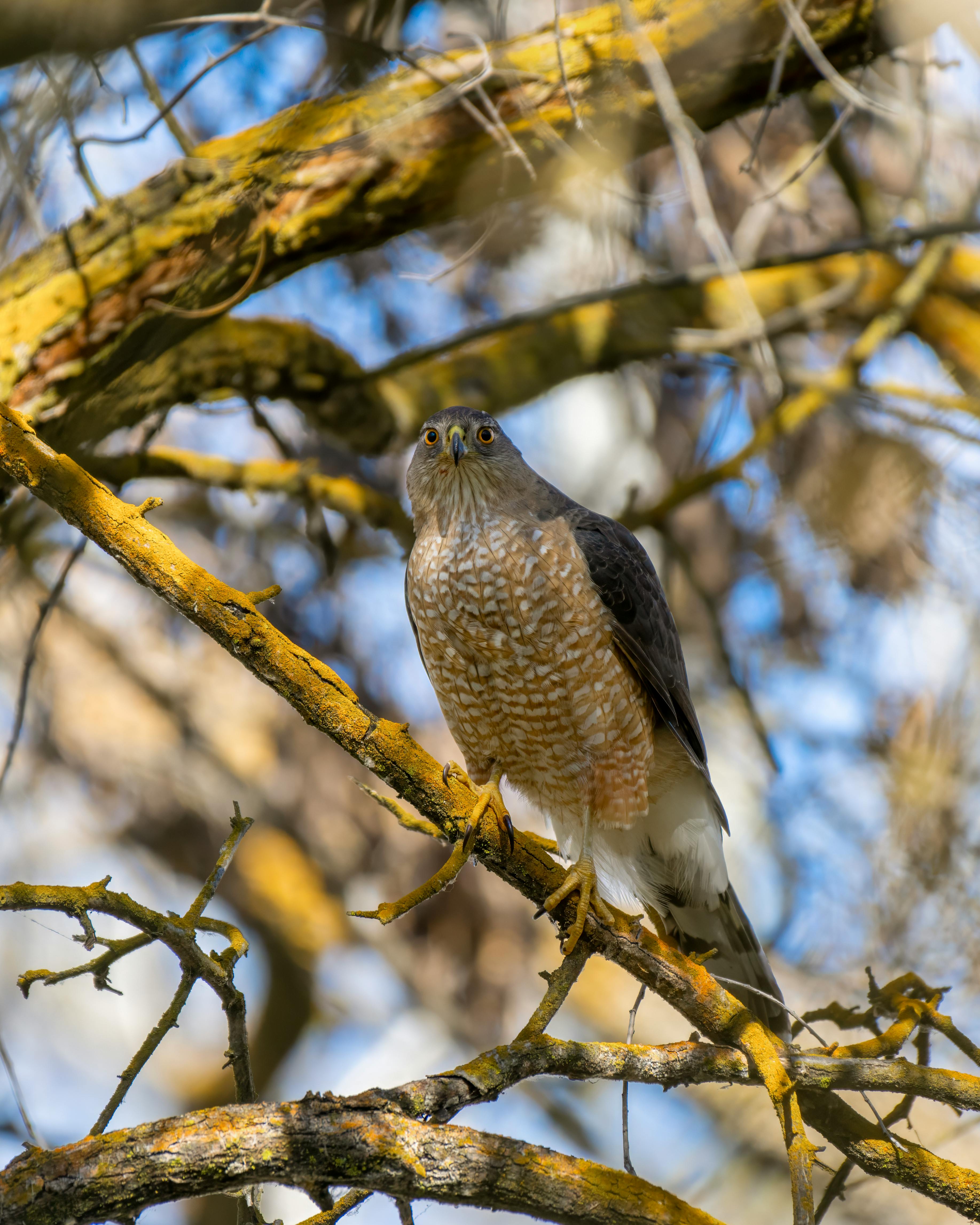 Hawk on Tree · Free Stock Photo