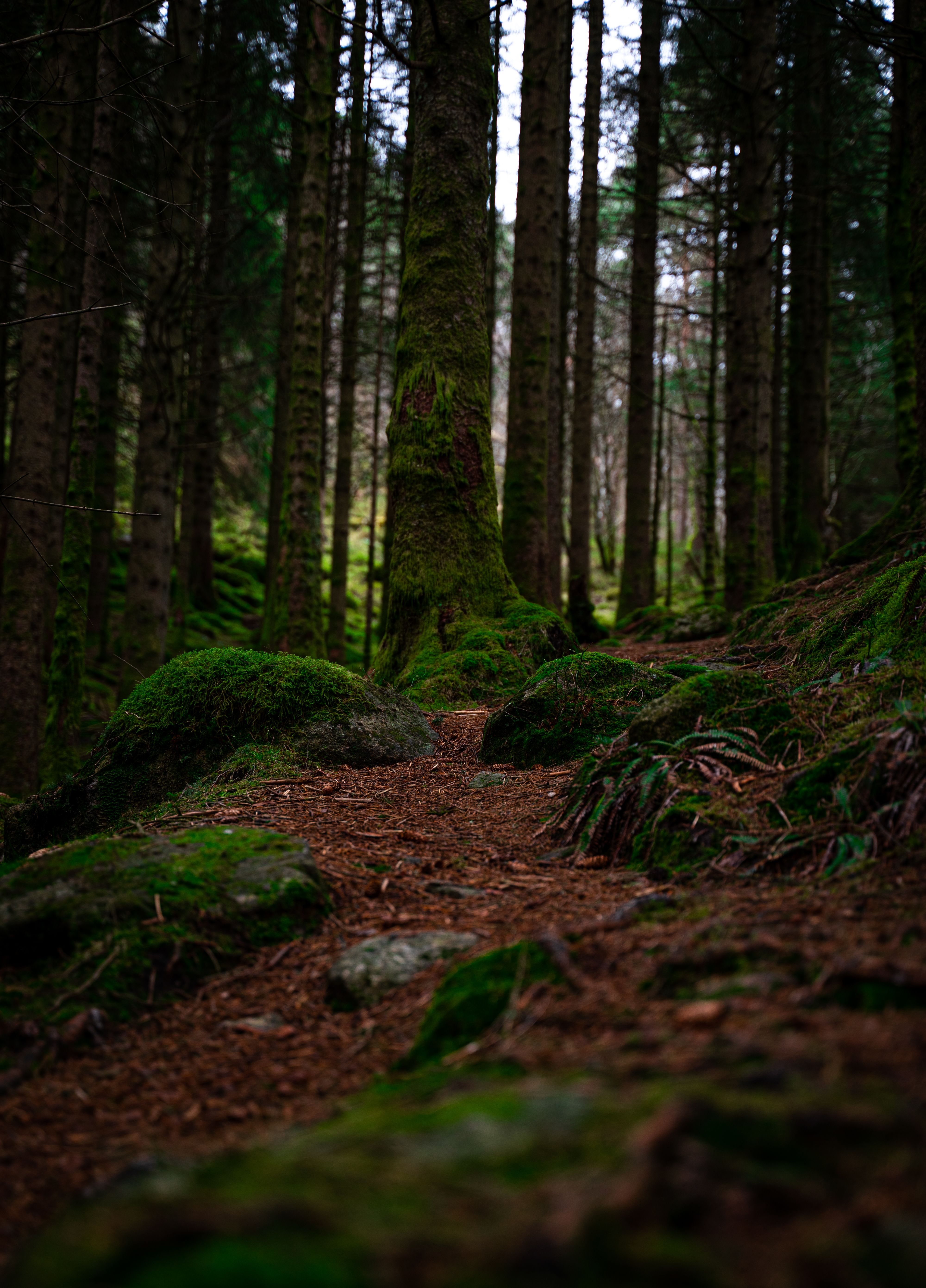 Rocks and Trees in Moss · Free Stock Photo
