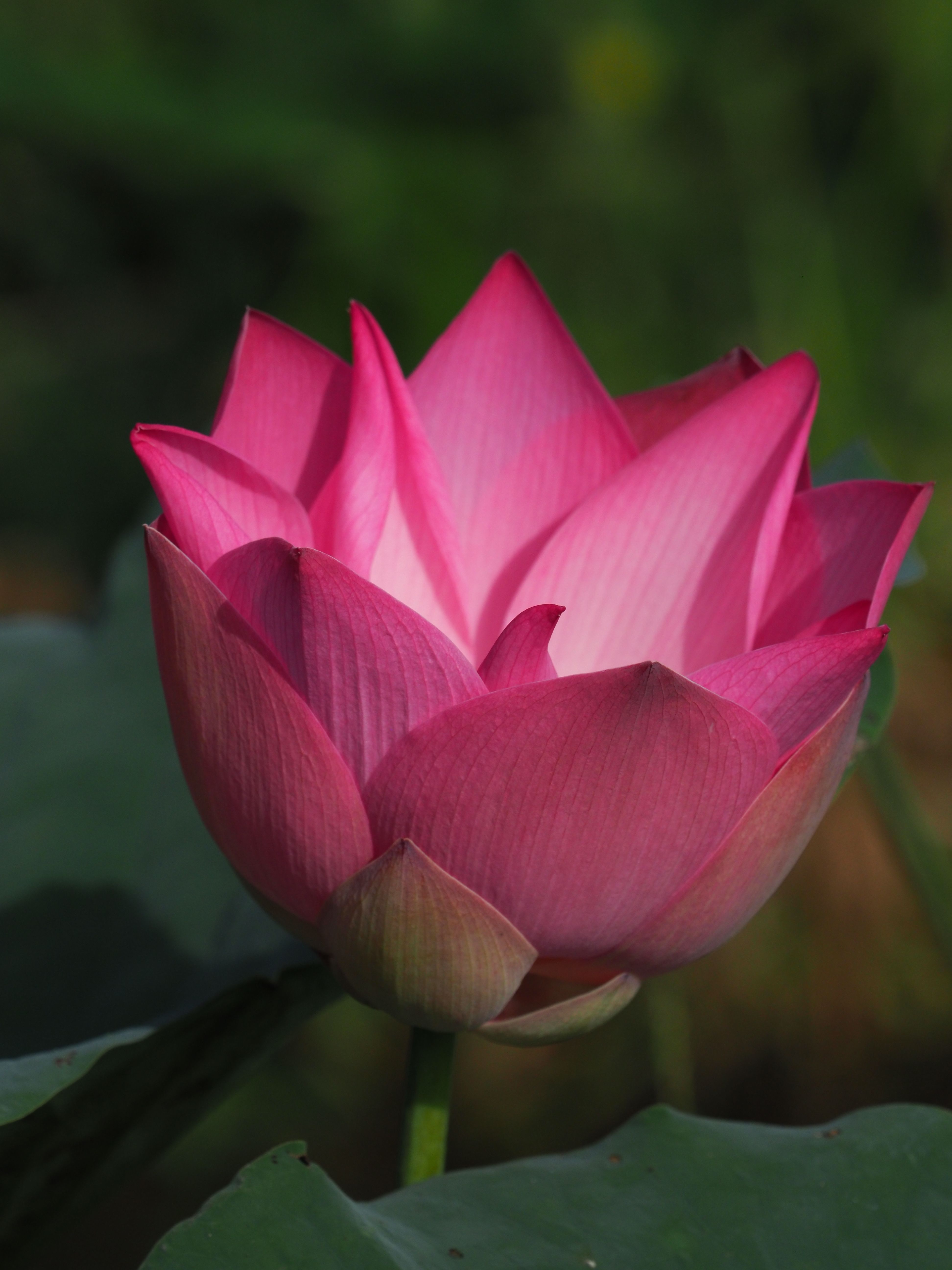 Blooming Lotus in Close Up · Free Stock Photo