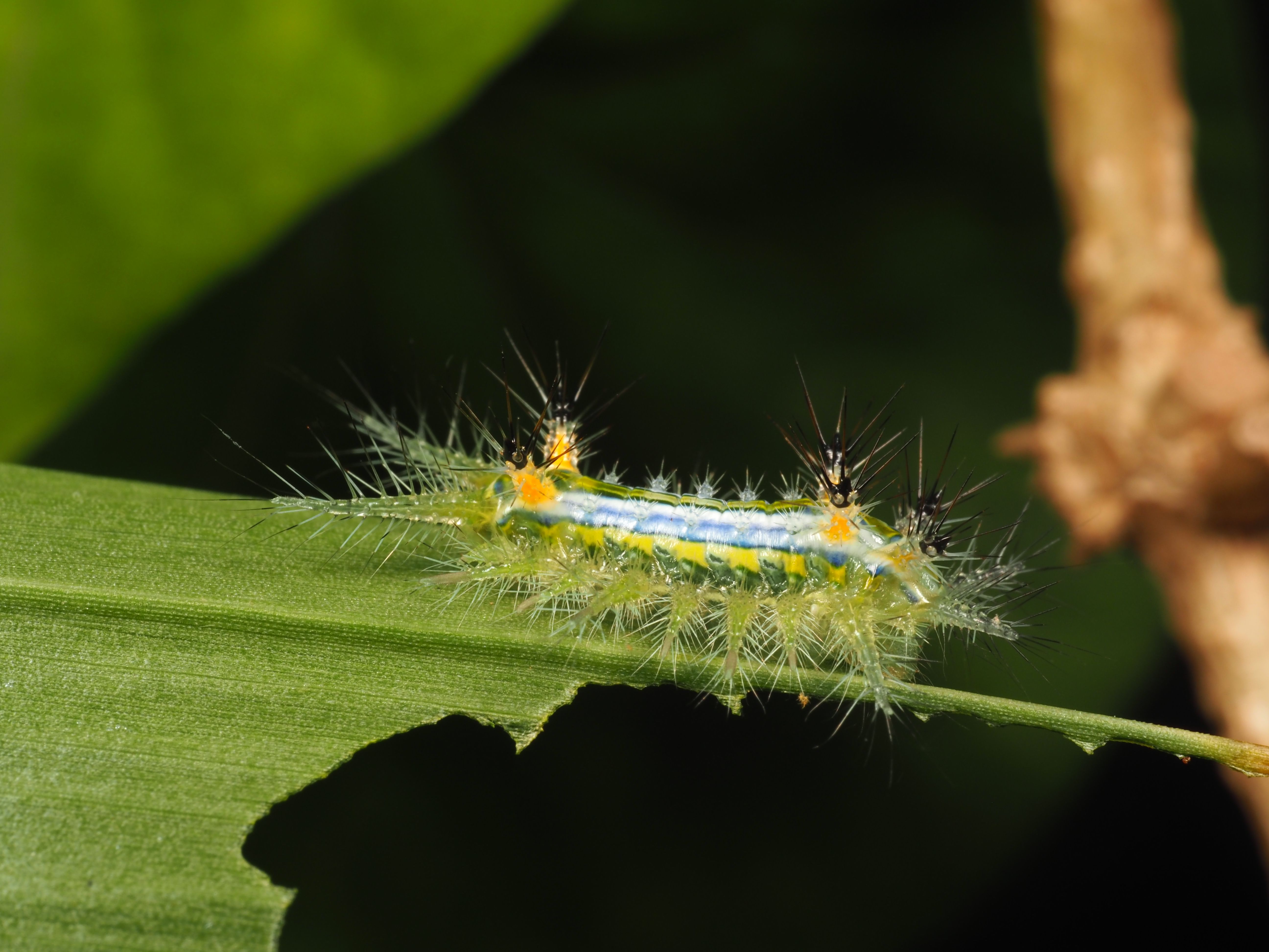 Caterpillar Eating Leaf · Free Stock Photo