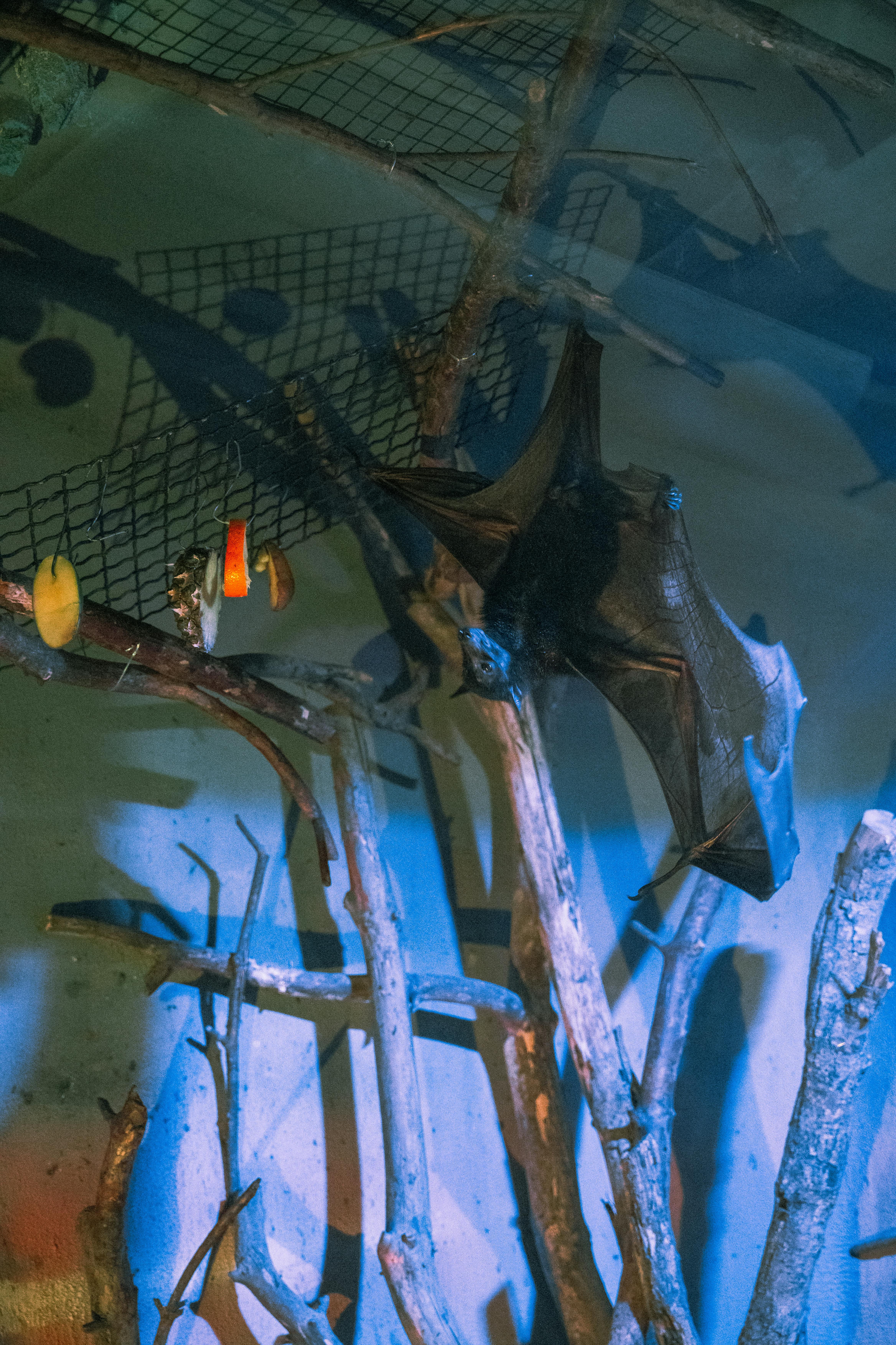 Bat Bait Photos, Download The BEST Free Bat Bait Stock Photos & HD Images