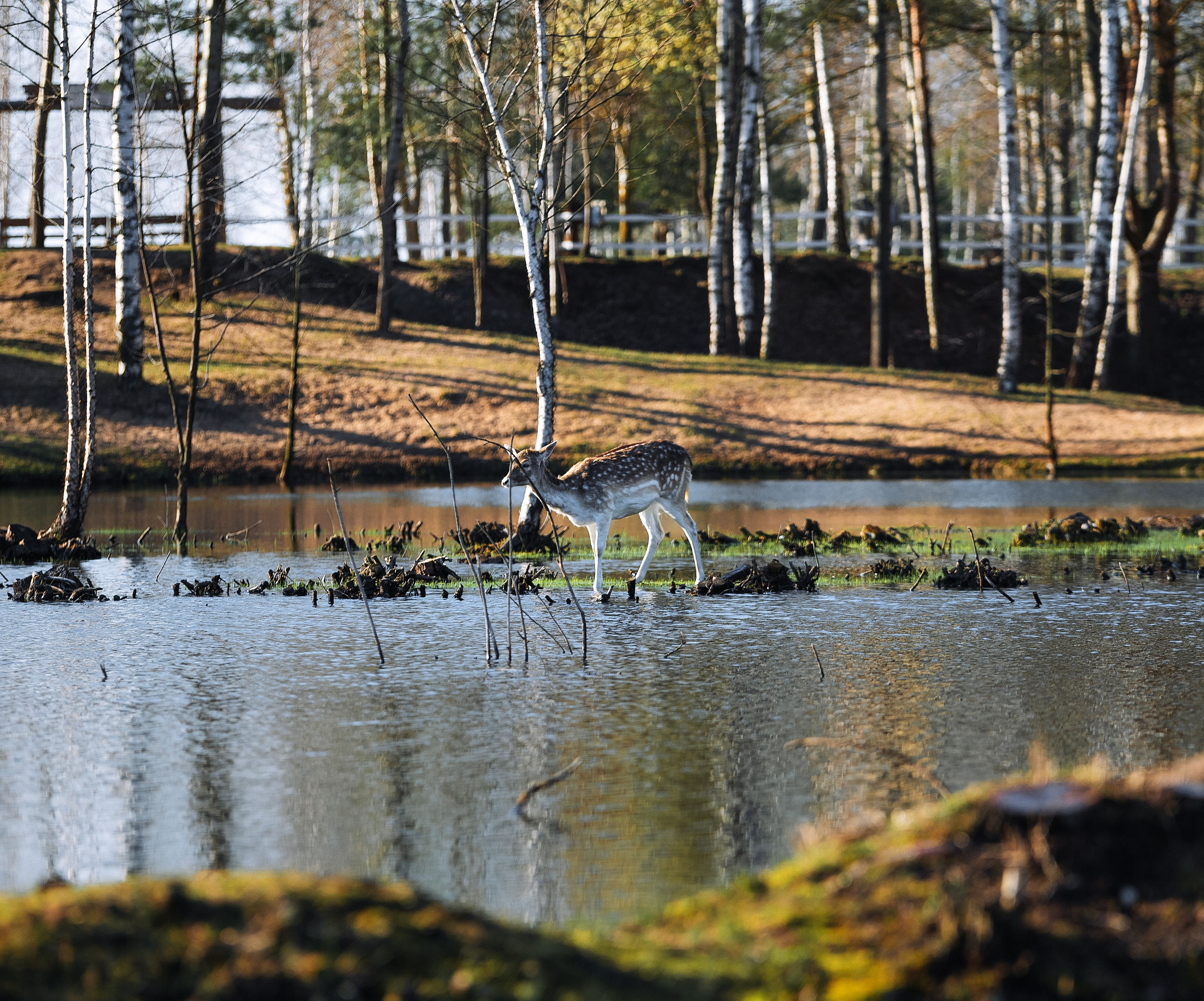 Deer by River · Free Stock Photo
