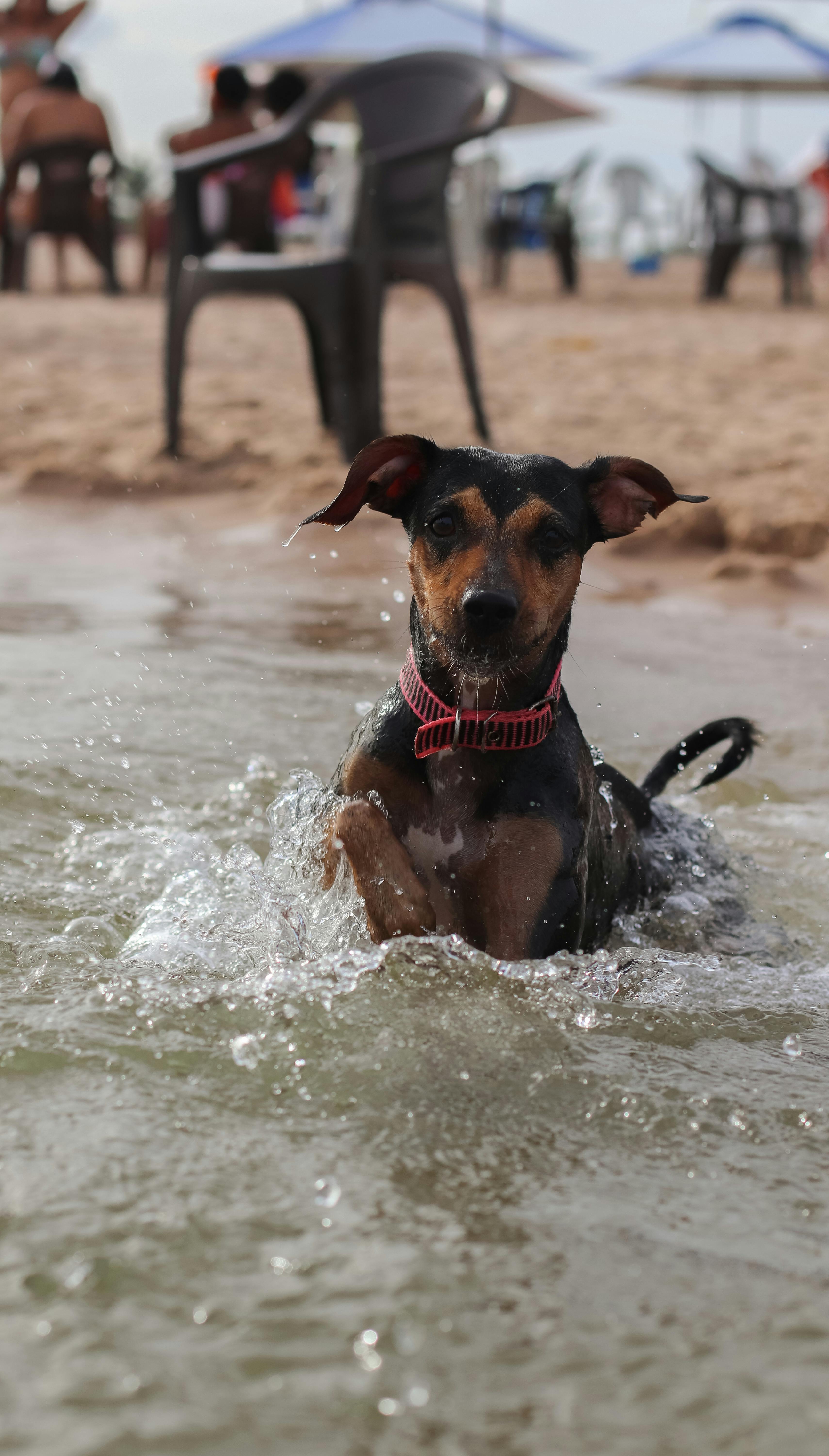 Dog Playing in Water on Seashore · Free Stock Photo