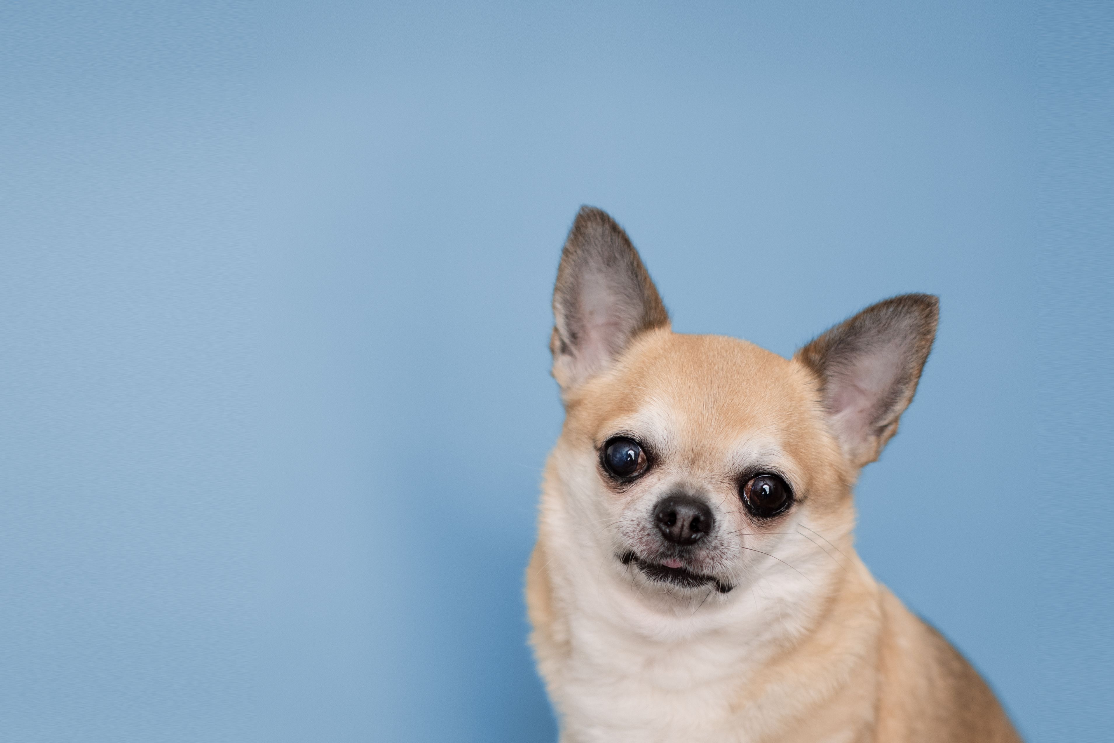 Portrait of Chihuahua Dog · Free Stock Photo