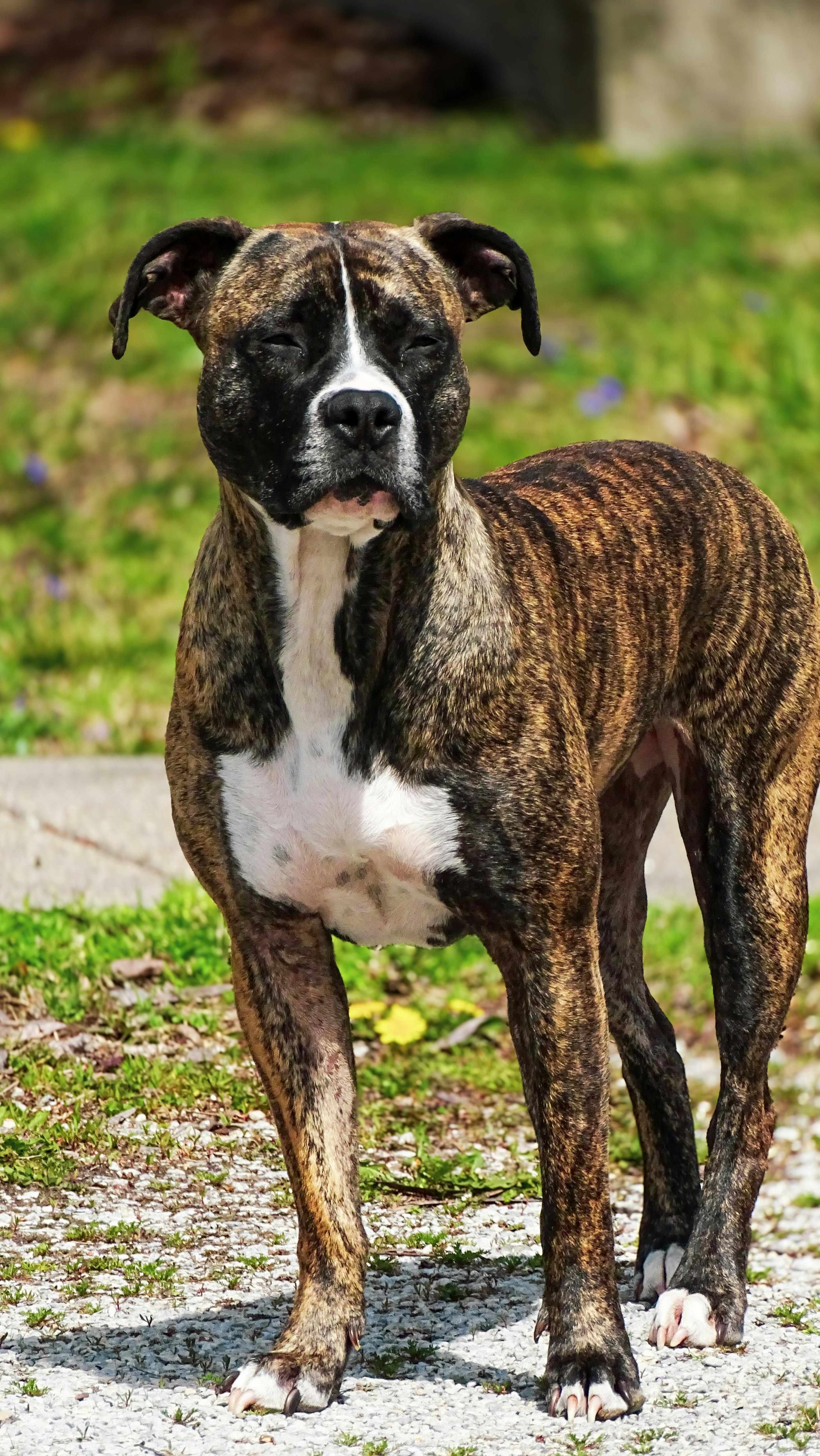 Adorable Boxer Dog Standing Against Rural Background · Free Stock Photo