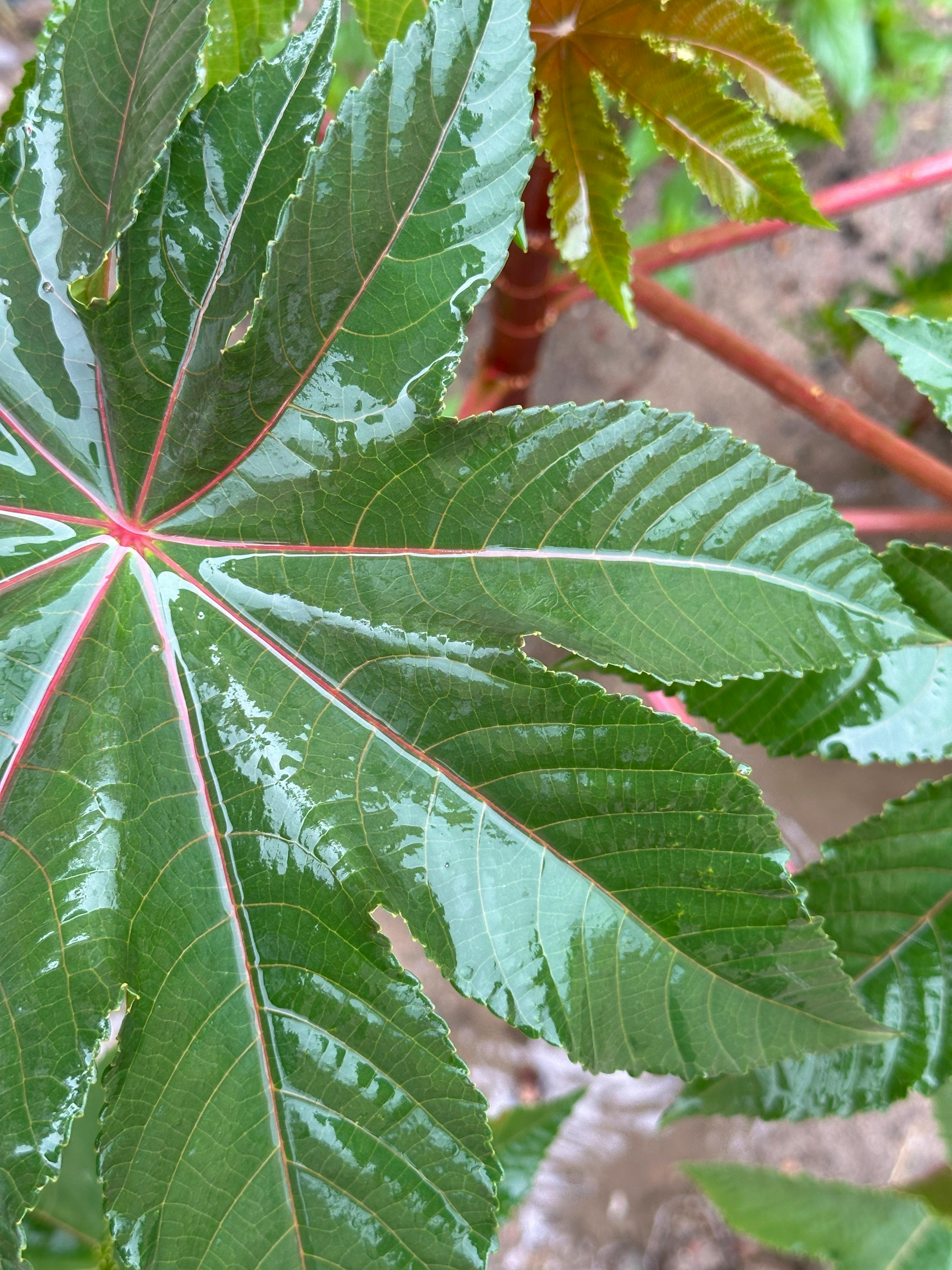 Shahbaz Hussain - Photography