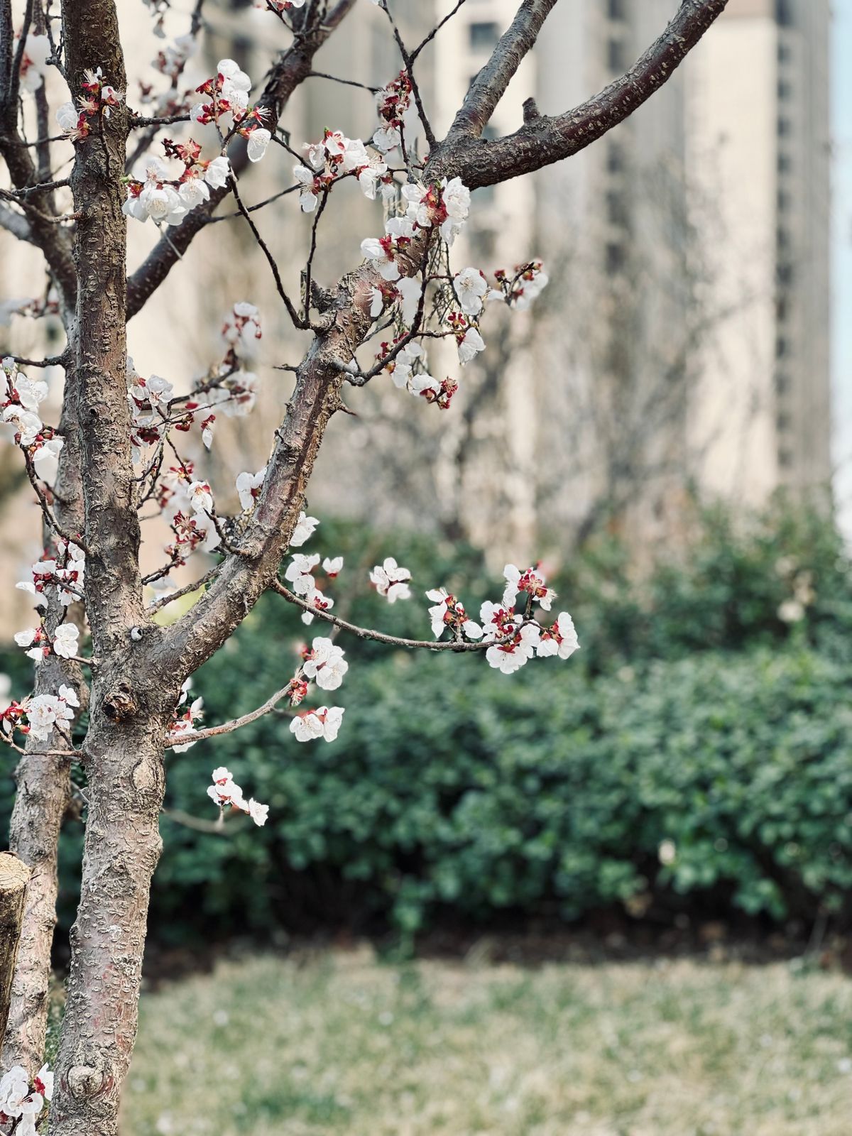 Yongfu Cherry Blossom Garden In Longyan Fujian China Photos, Download ...