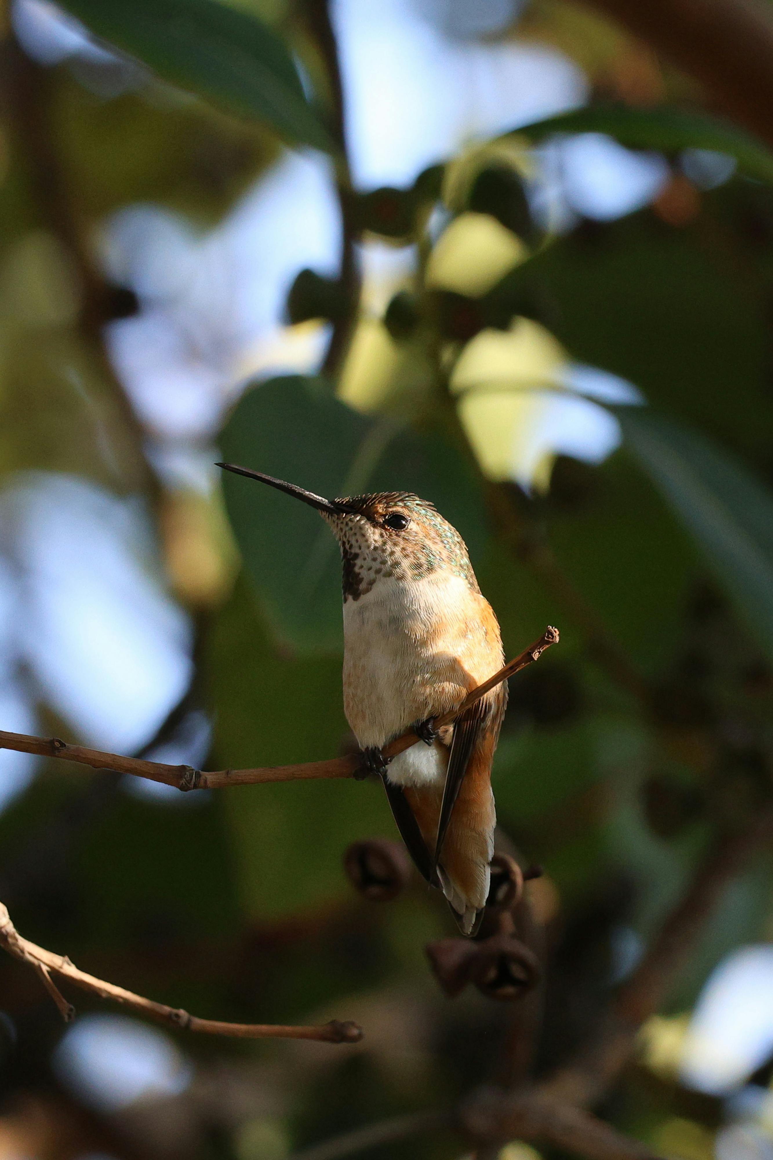 Hummingbird And Bee Photos, Download The BEST Free Hummingbird And Bee ...