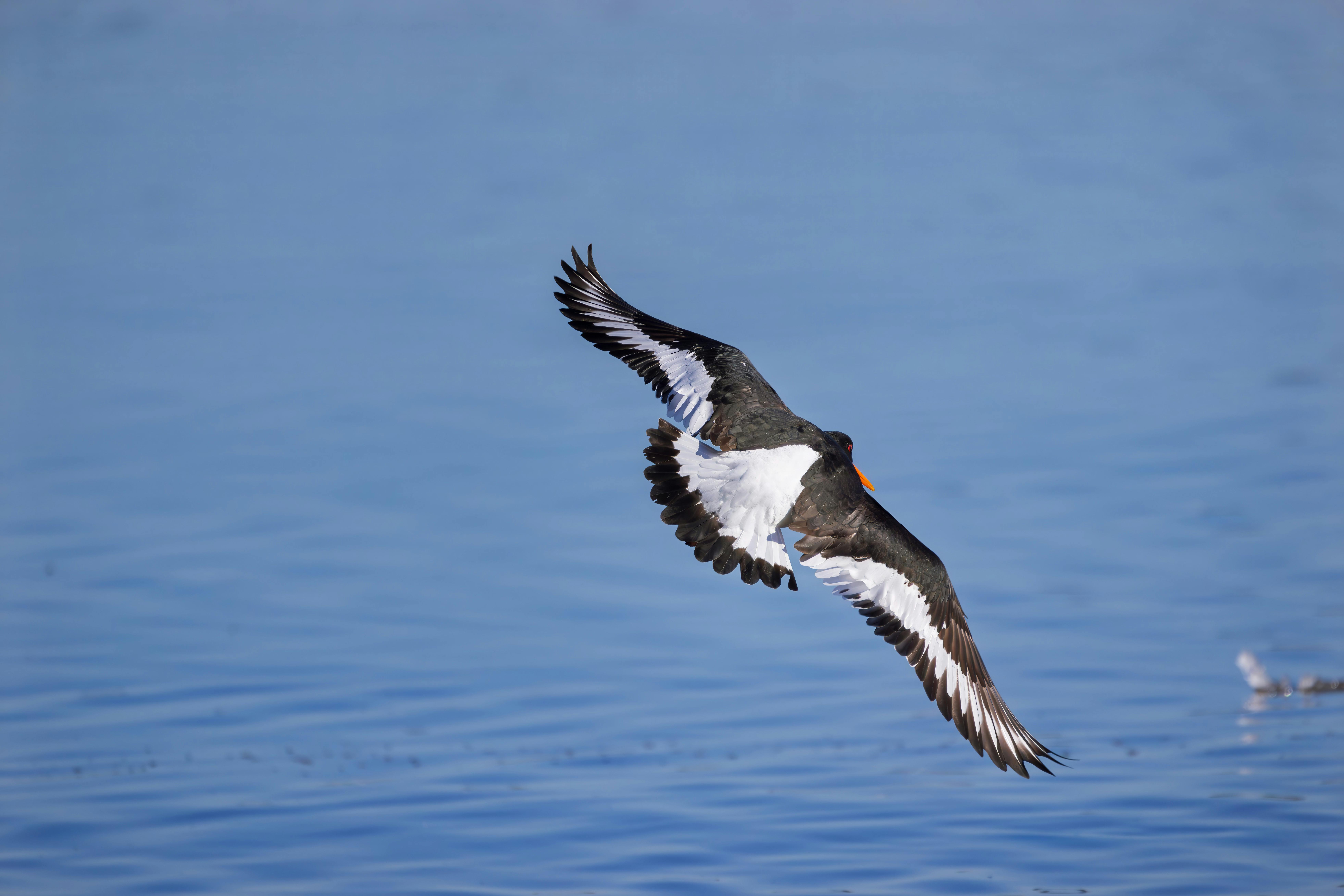 Of Wings And Photos, Download The BEST Free Of Wings And Stock Photos ...