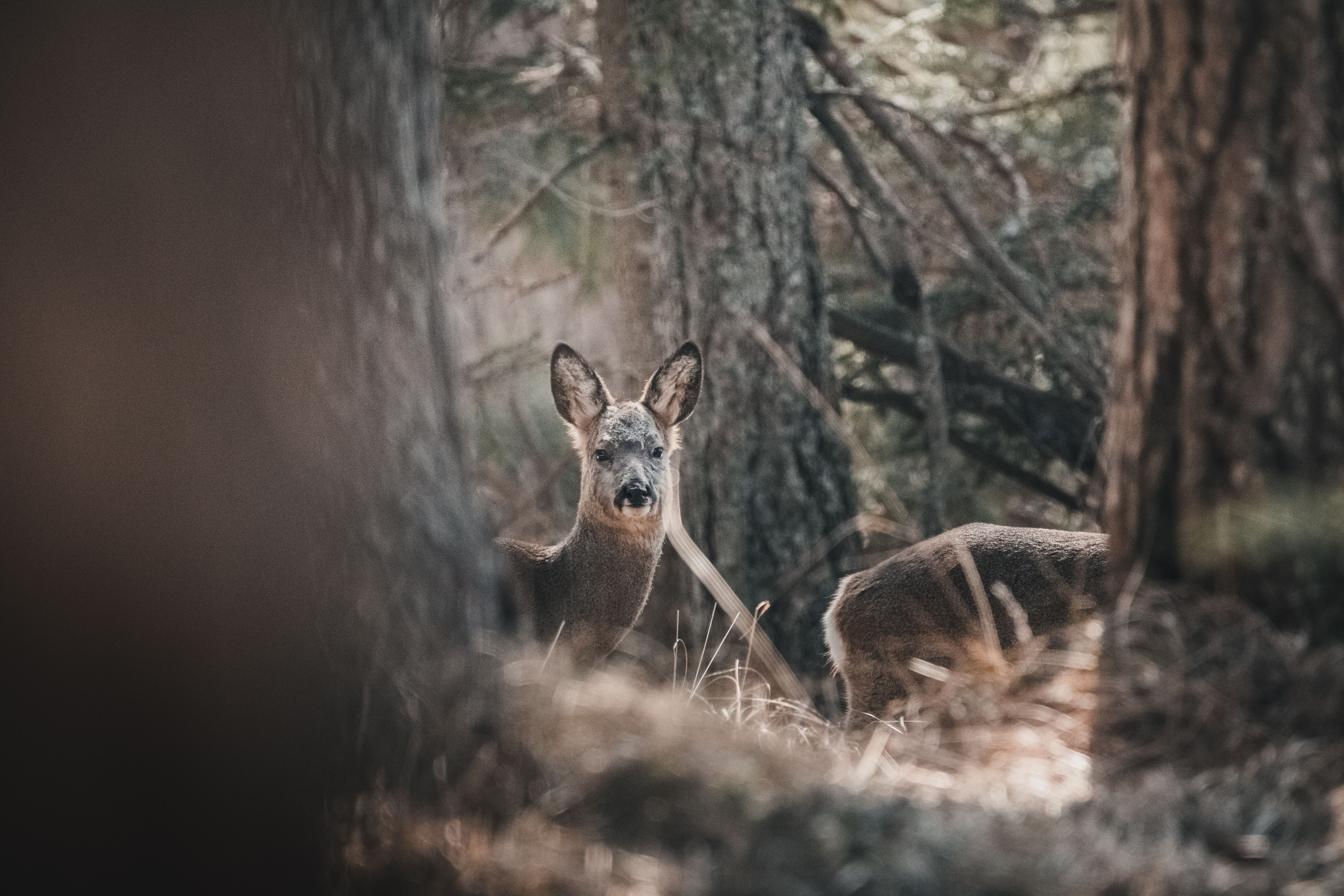 Animal Between Trees · Free Stock Photo