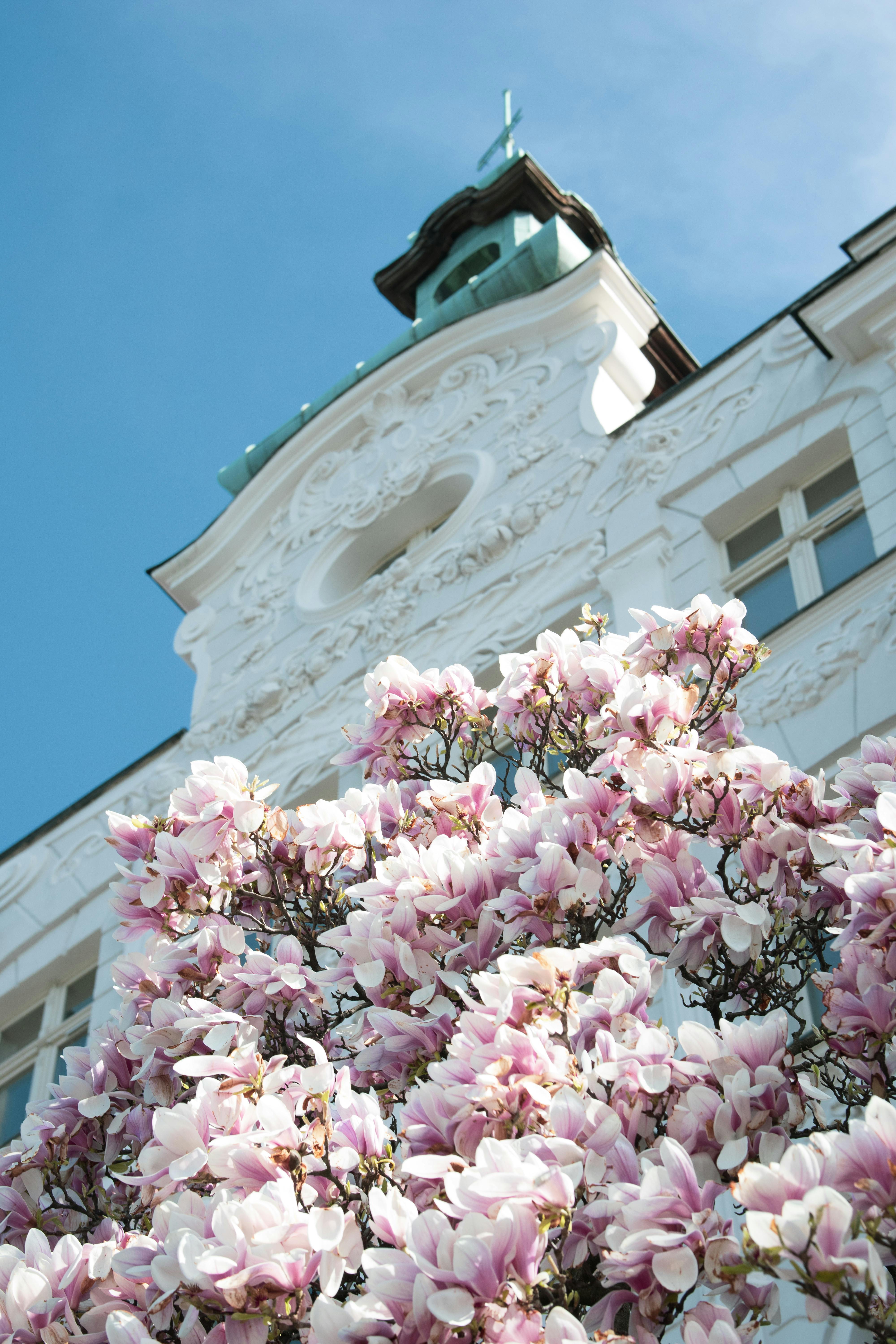 Cherry Blossoms on a Tree in Front of a Classic Building · Free Stock Photo
