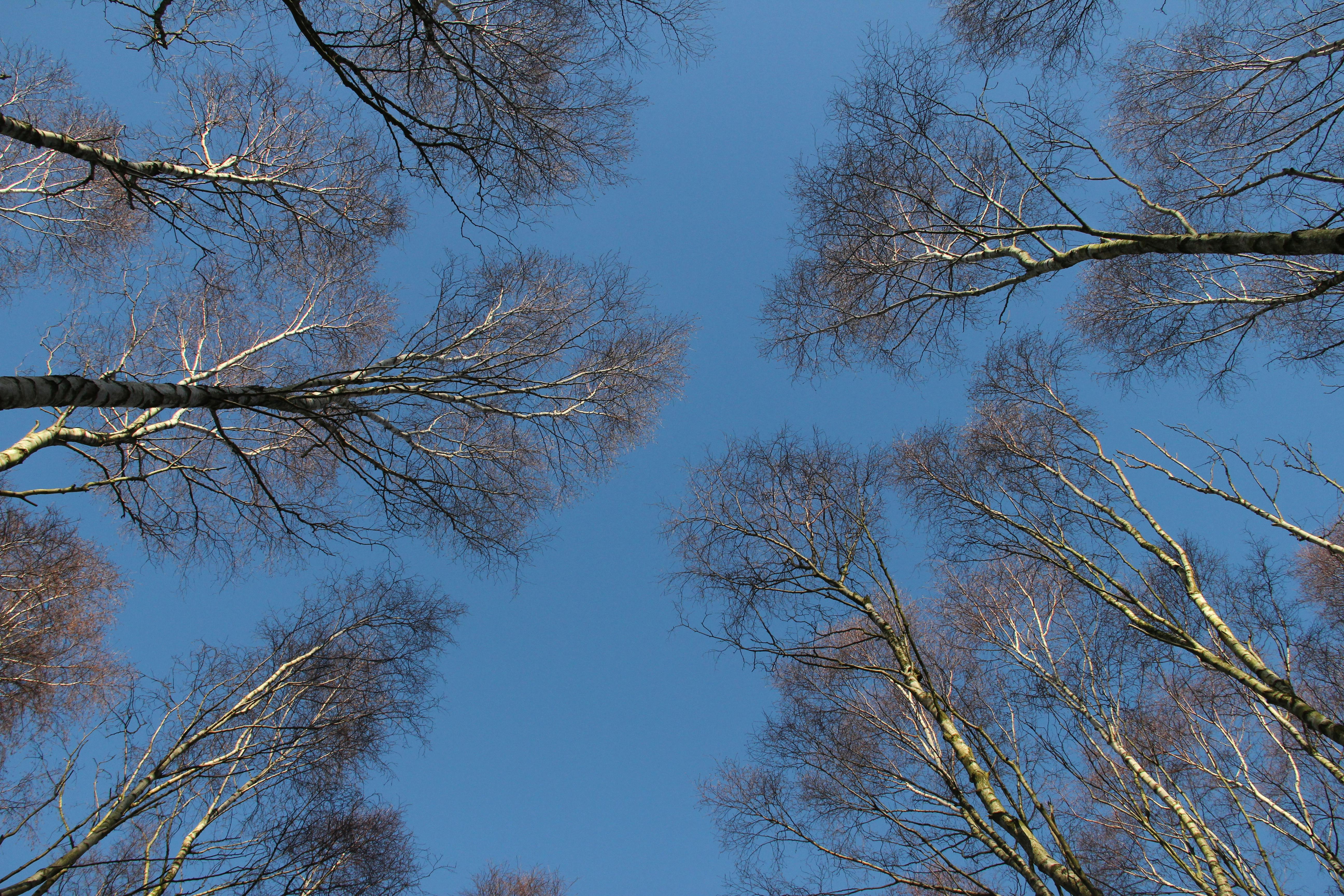 Empty Trees in Sunlight · Free Stock Photo