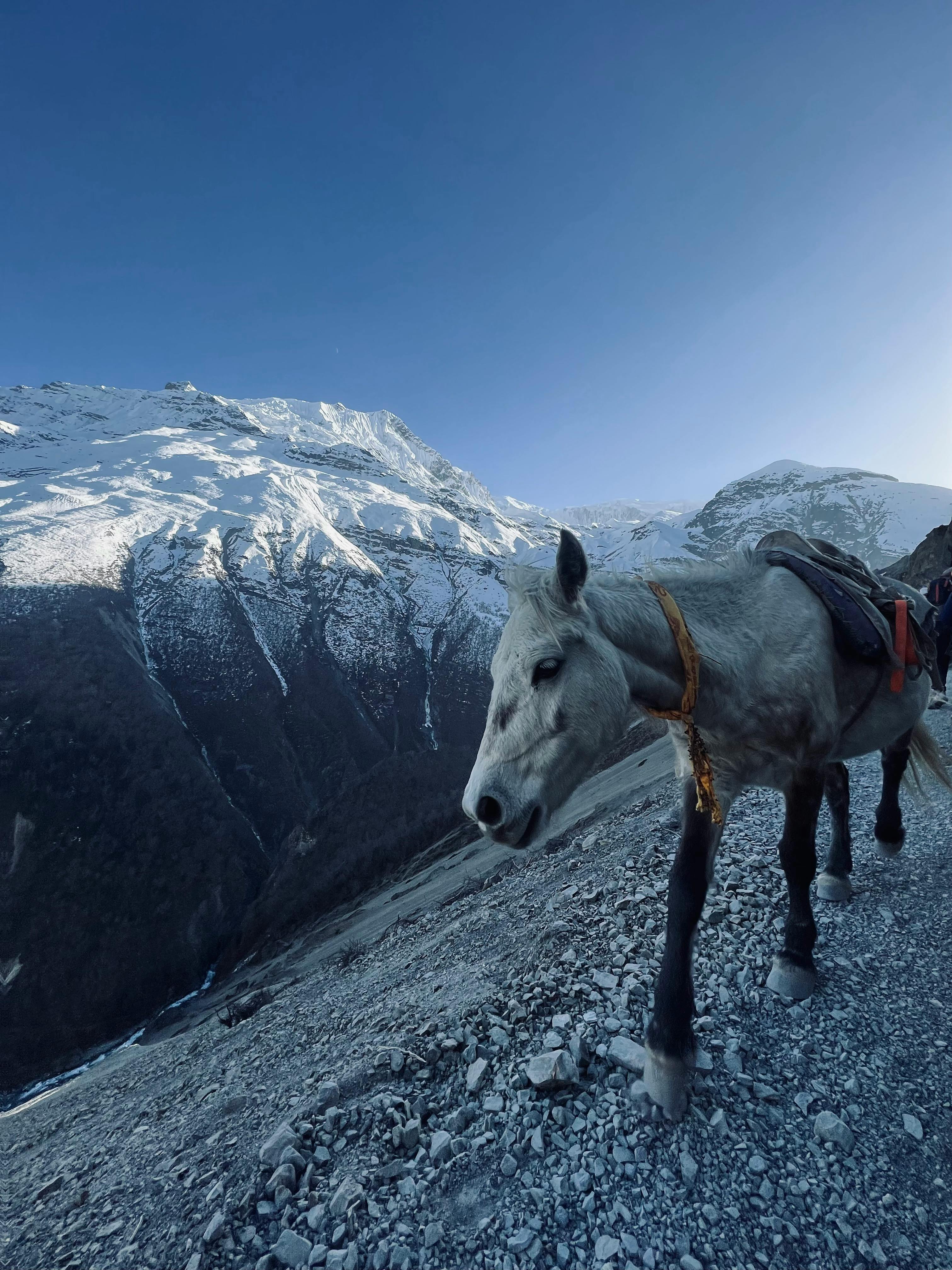 Donkey in a Mountain Valley · Free Stock Photo