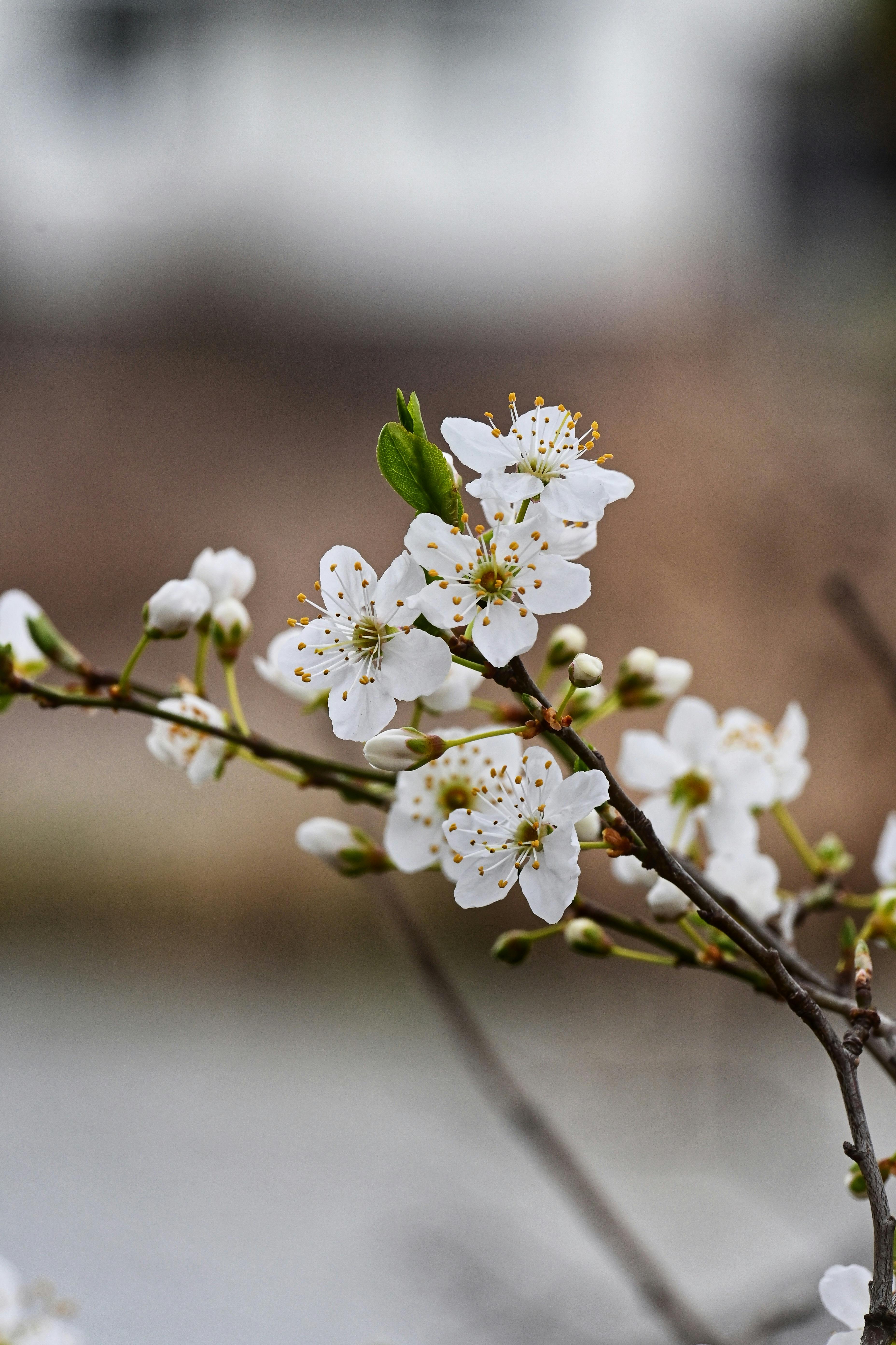 Cherry Plum Sparletta Photos, Download The BEST Free Cherry Plum ...