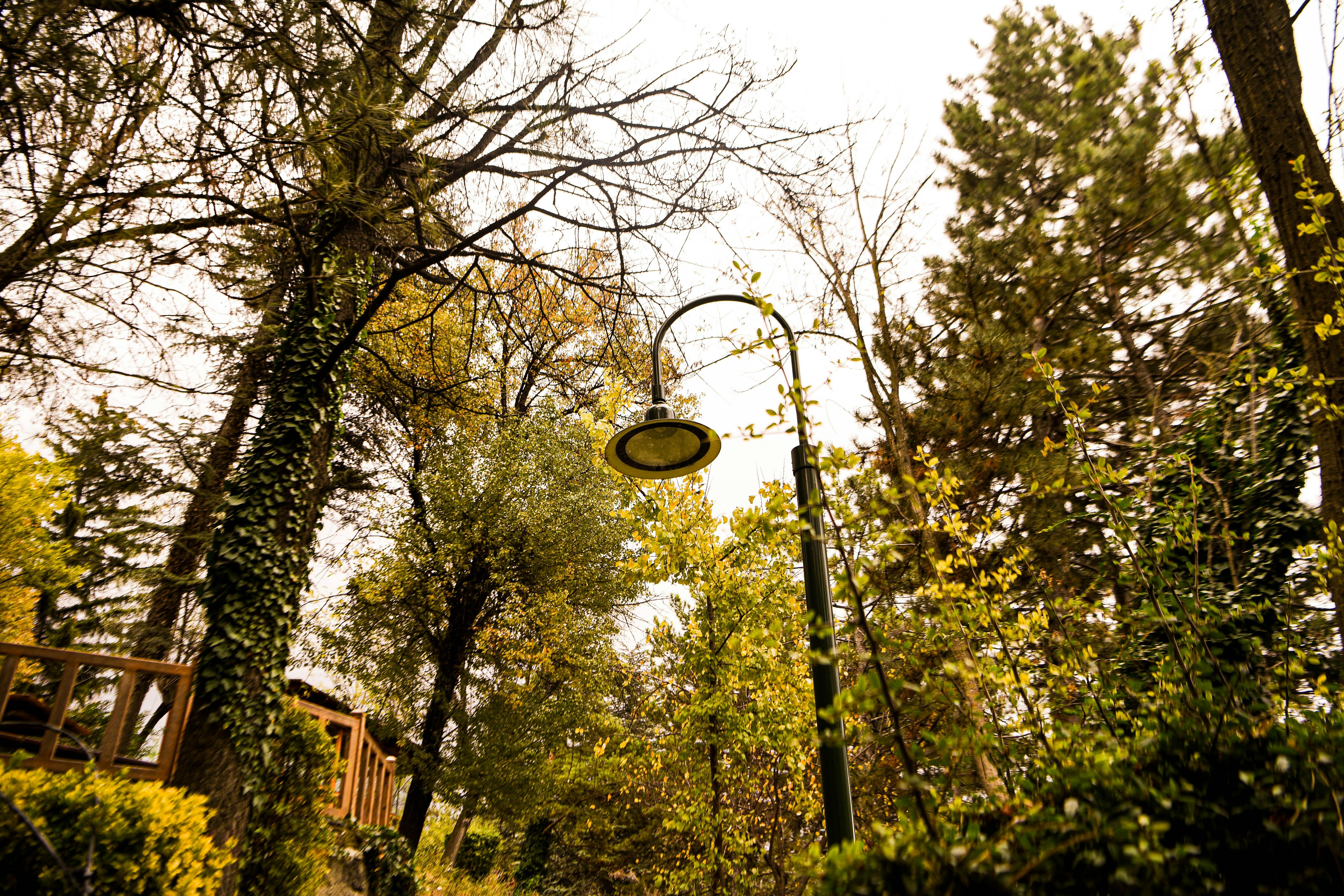 Lamp Among Trees in a Forest · Free Stock Photo