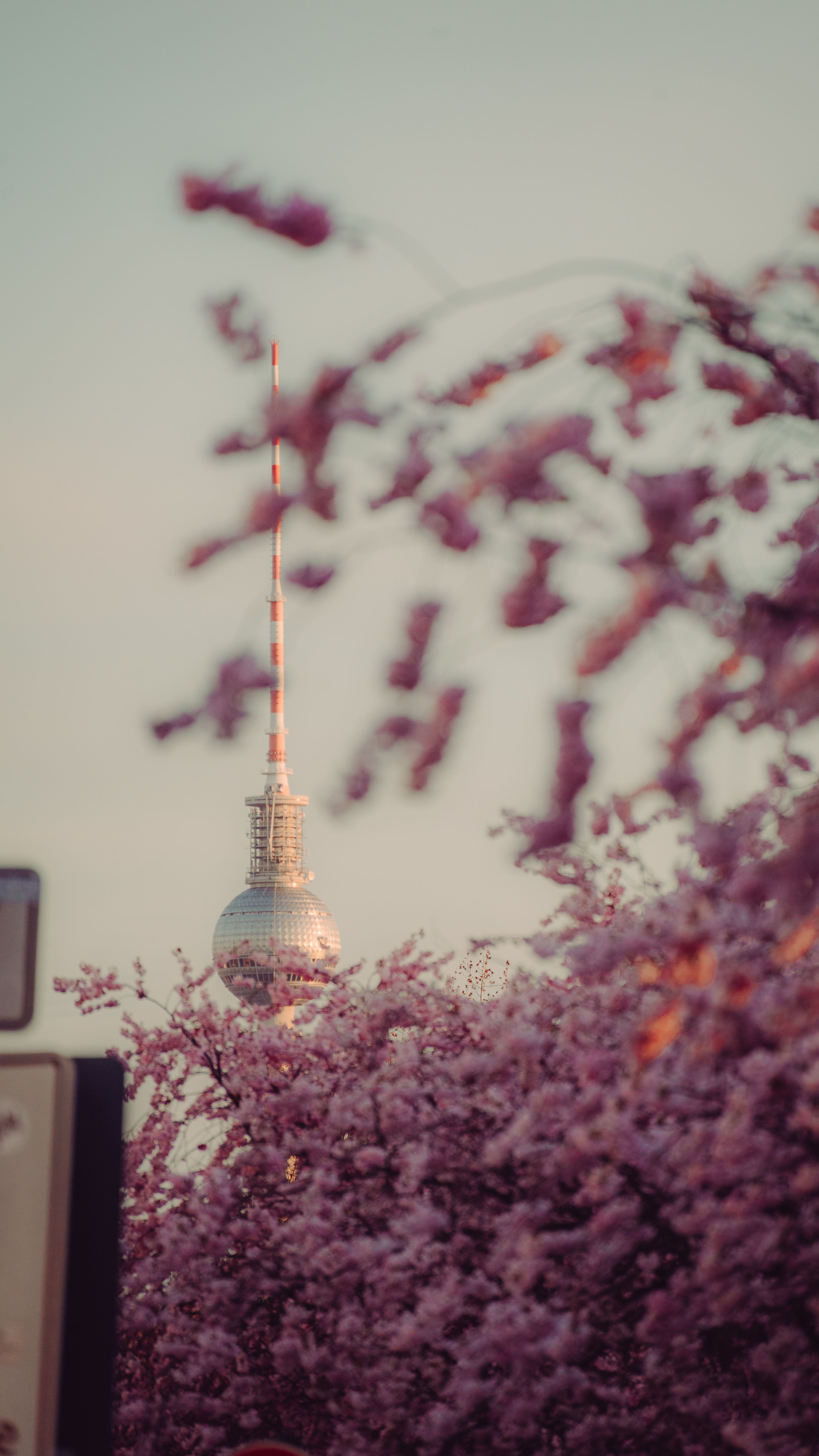 Berlin TV Tower Between the Branches of Pink Blossoms · Free Stock Photo
