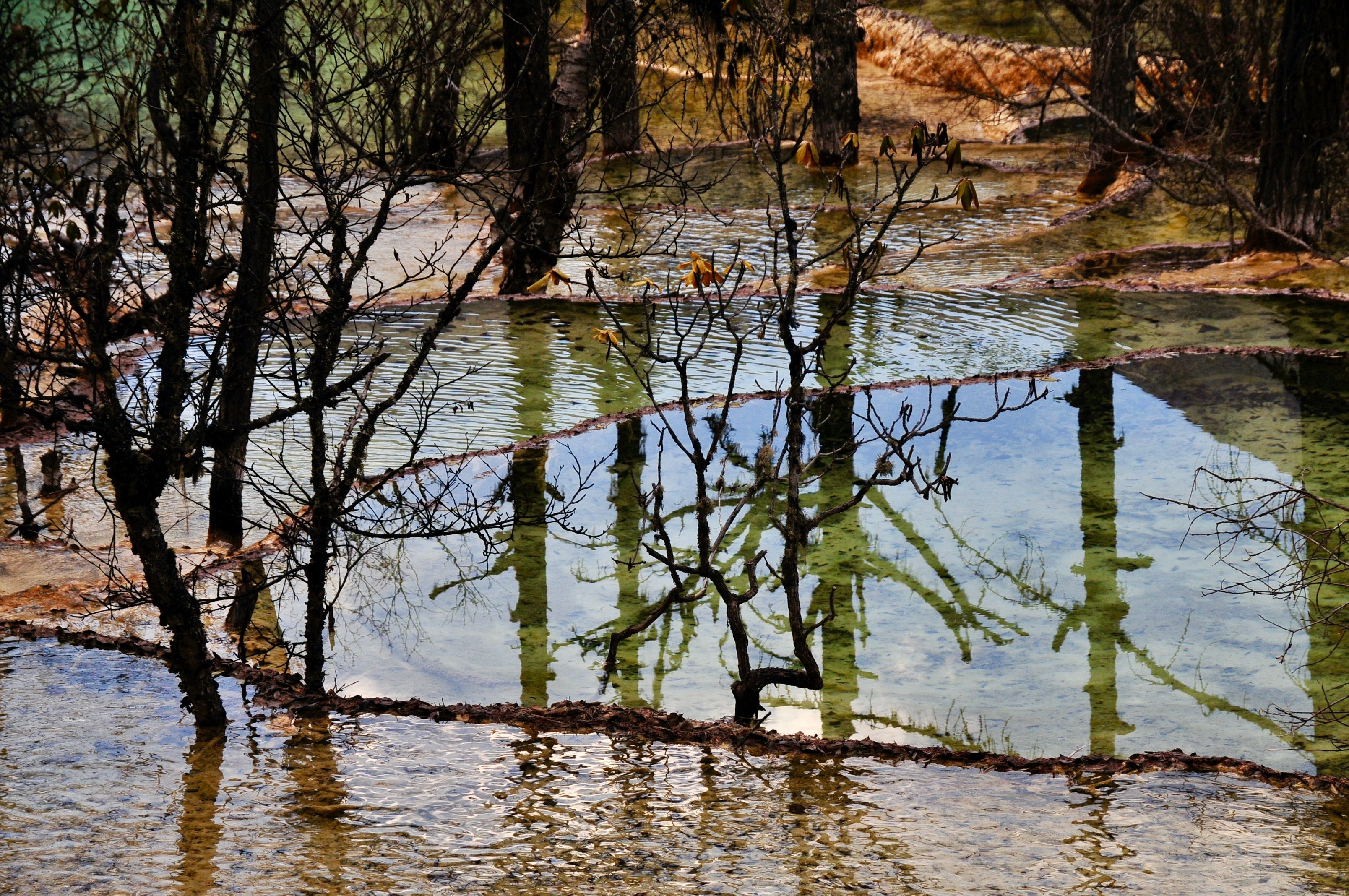 A pond with trees and water in it · Free Stock Photo