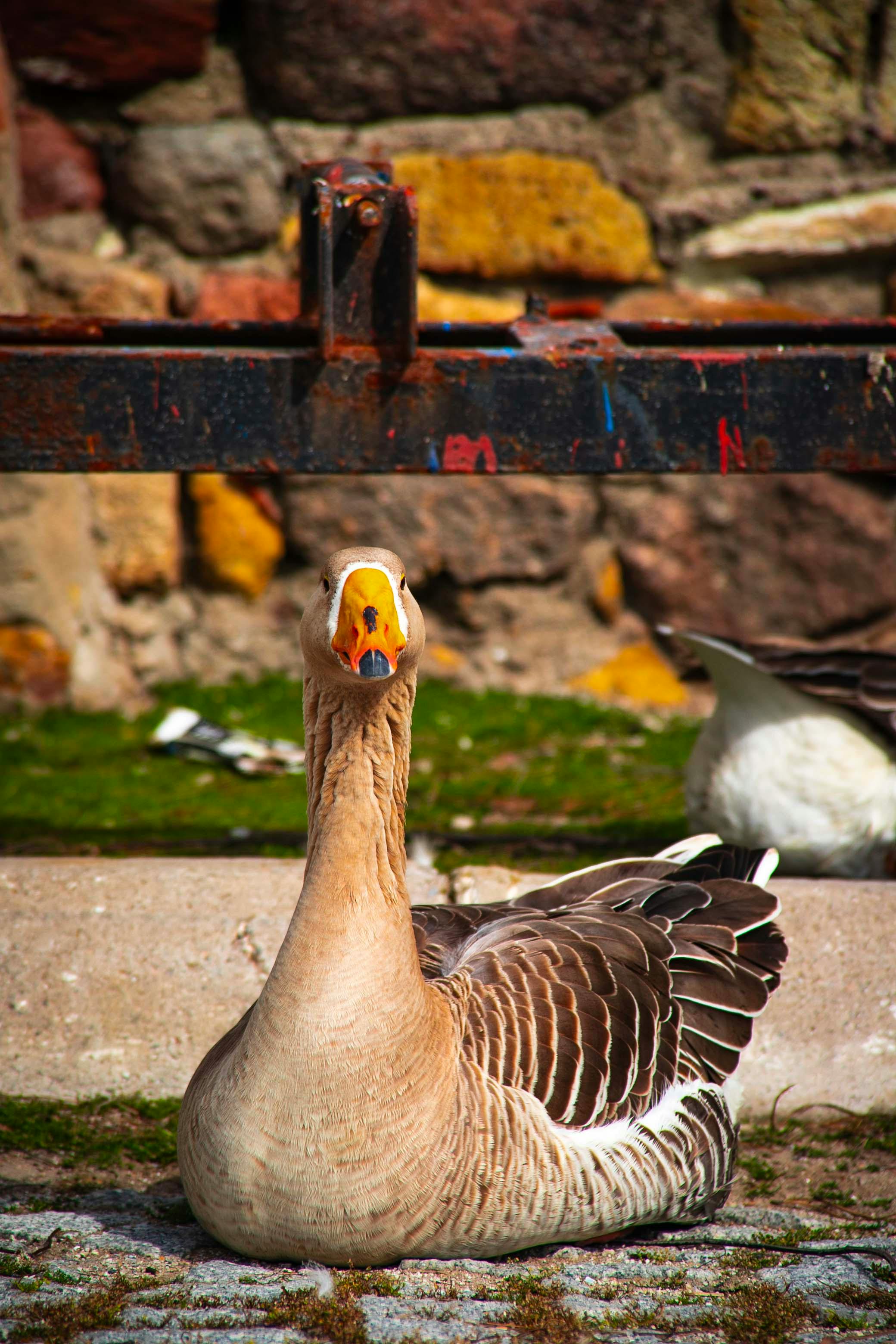 Robo Duck Photos, Download The BEST Free Robo Duck Stock Photos & HD Images