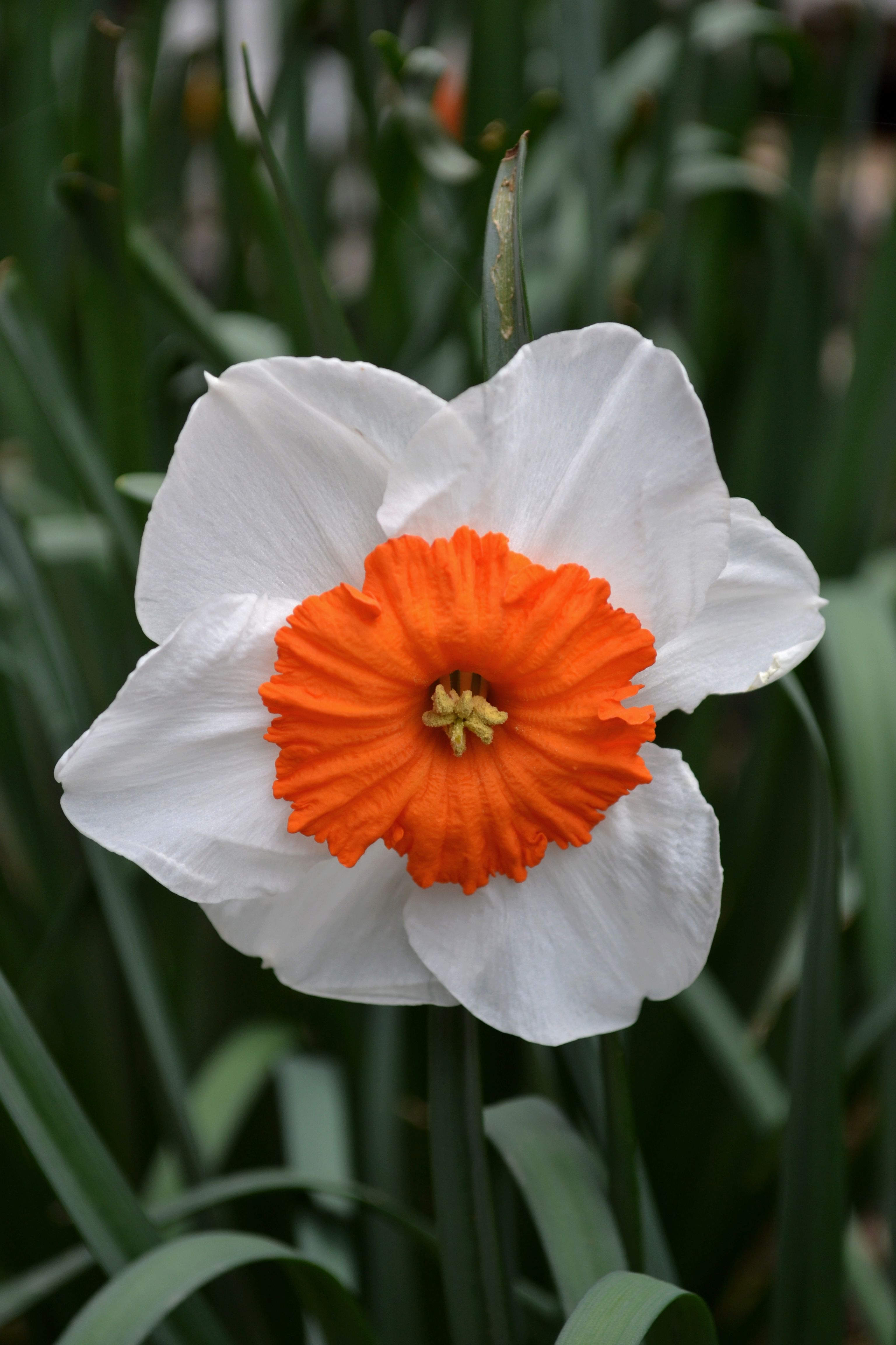 Large-Cupped Daffodil Blooming Outdoors · Free Stock Photo