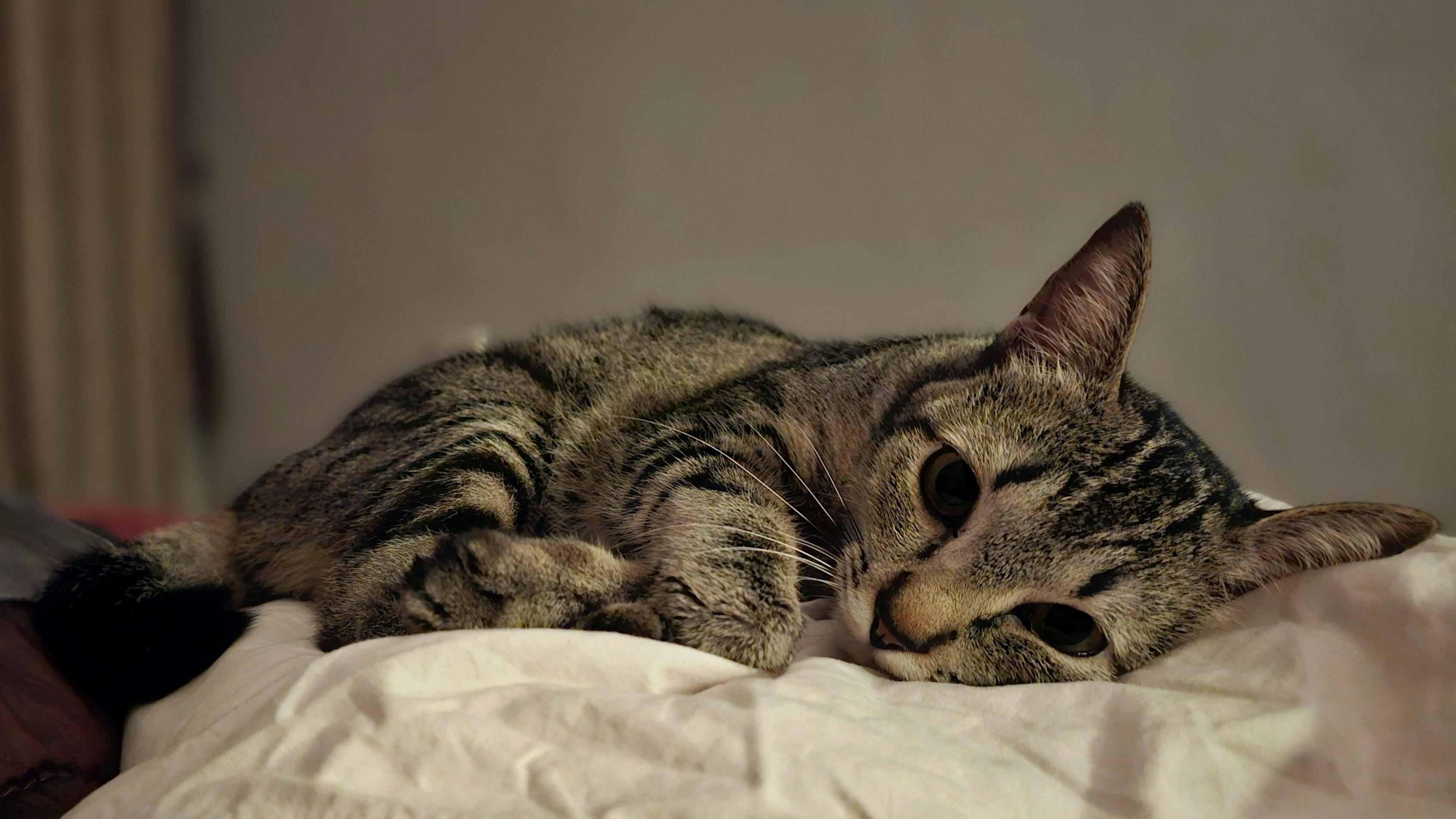 Sleep Baby Cat Photos, Download The BEST Free Sleep Baby Cat Stock ...