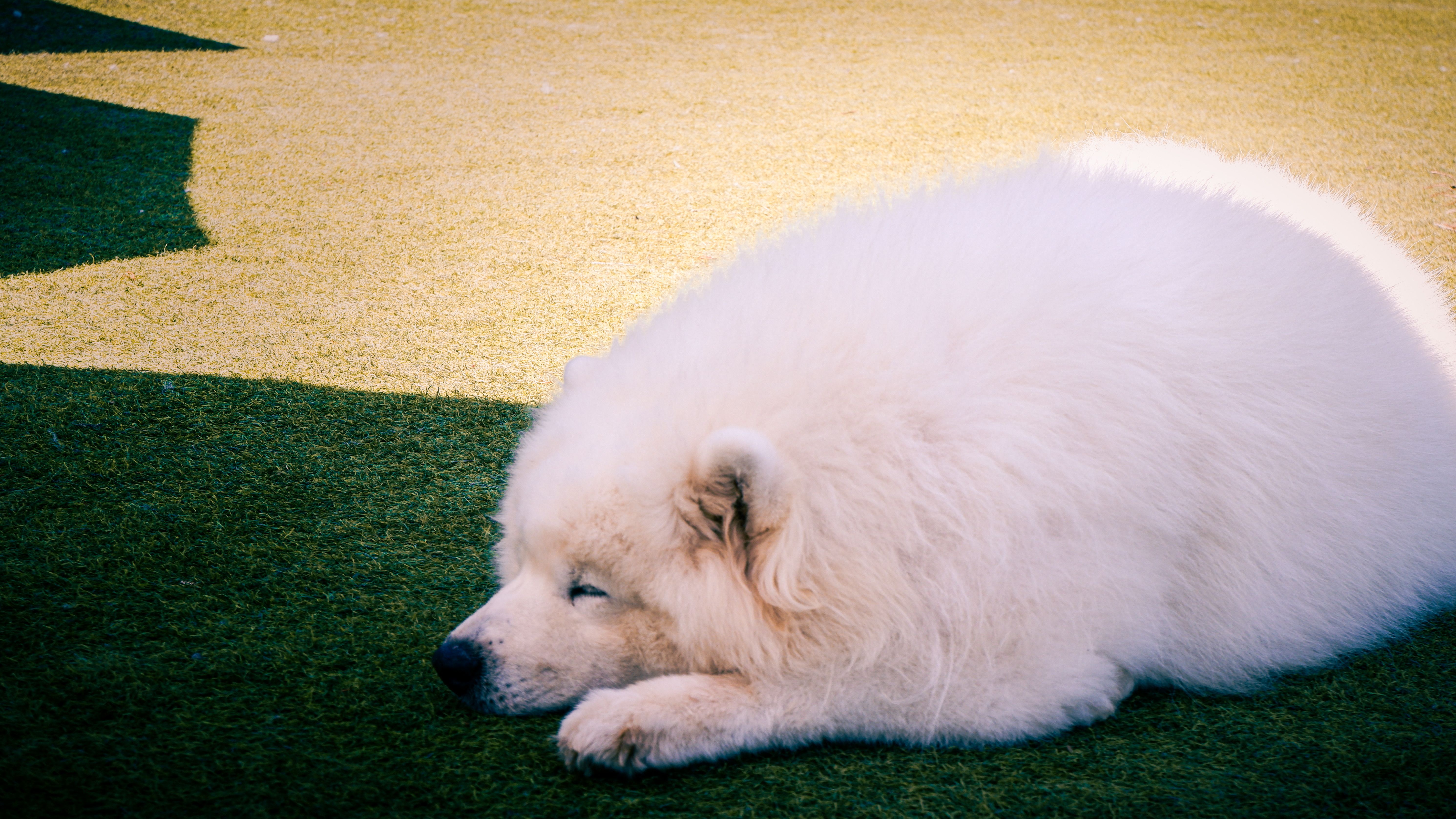 White Fluffy Dog Sleeping on the Grass · Free Stock Photo
