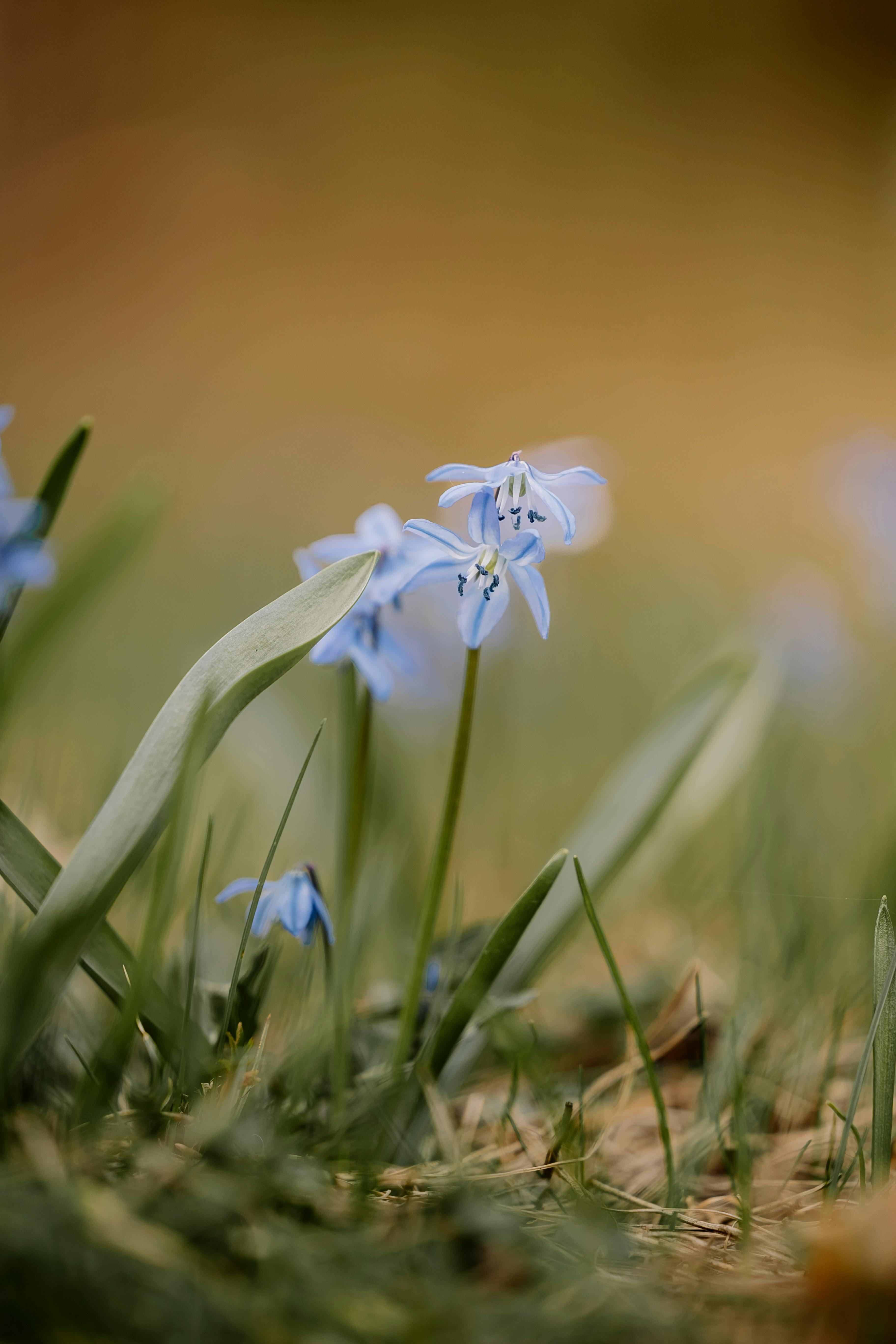 Blue Crocuses Blooming Outdoors · Free Stock Photo