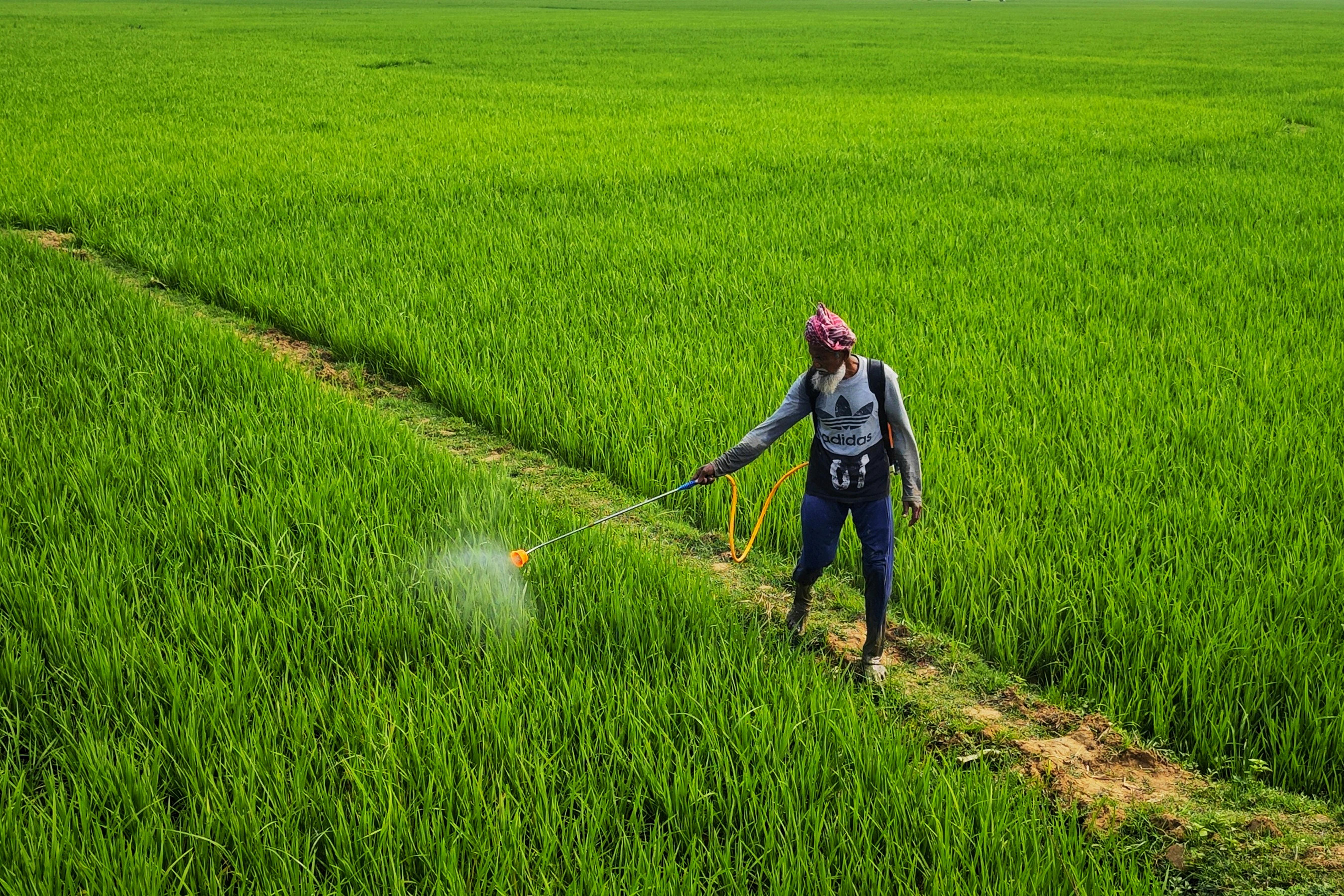 Photo of a Man Watering a Rice Field · Free Stock Photo