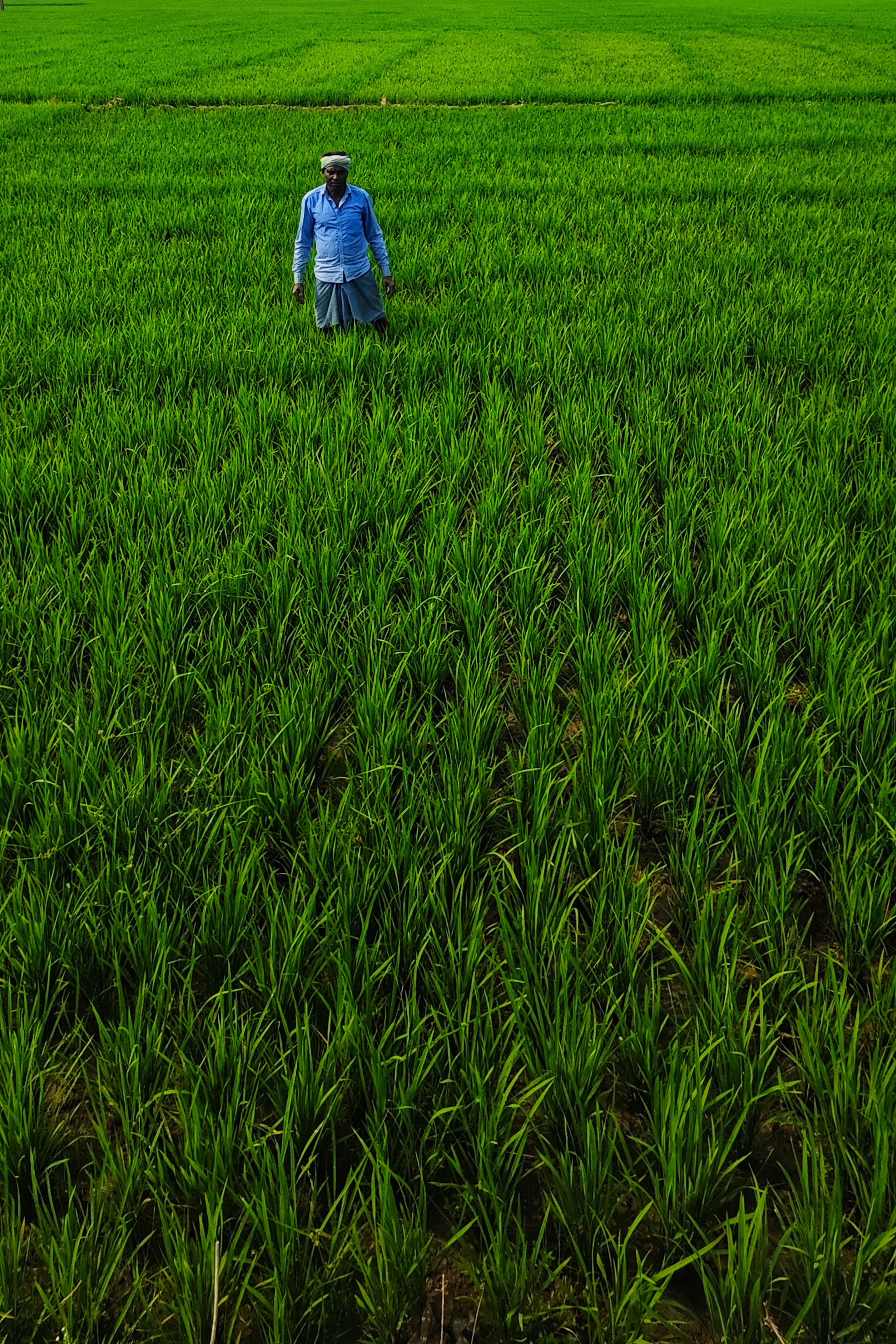 Ragi Cultivation In India Photos, Download The BEST Free Ragi ...