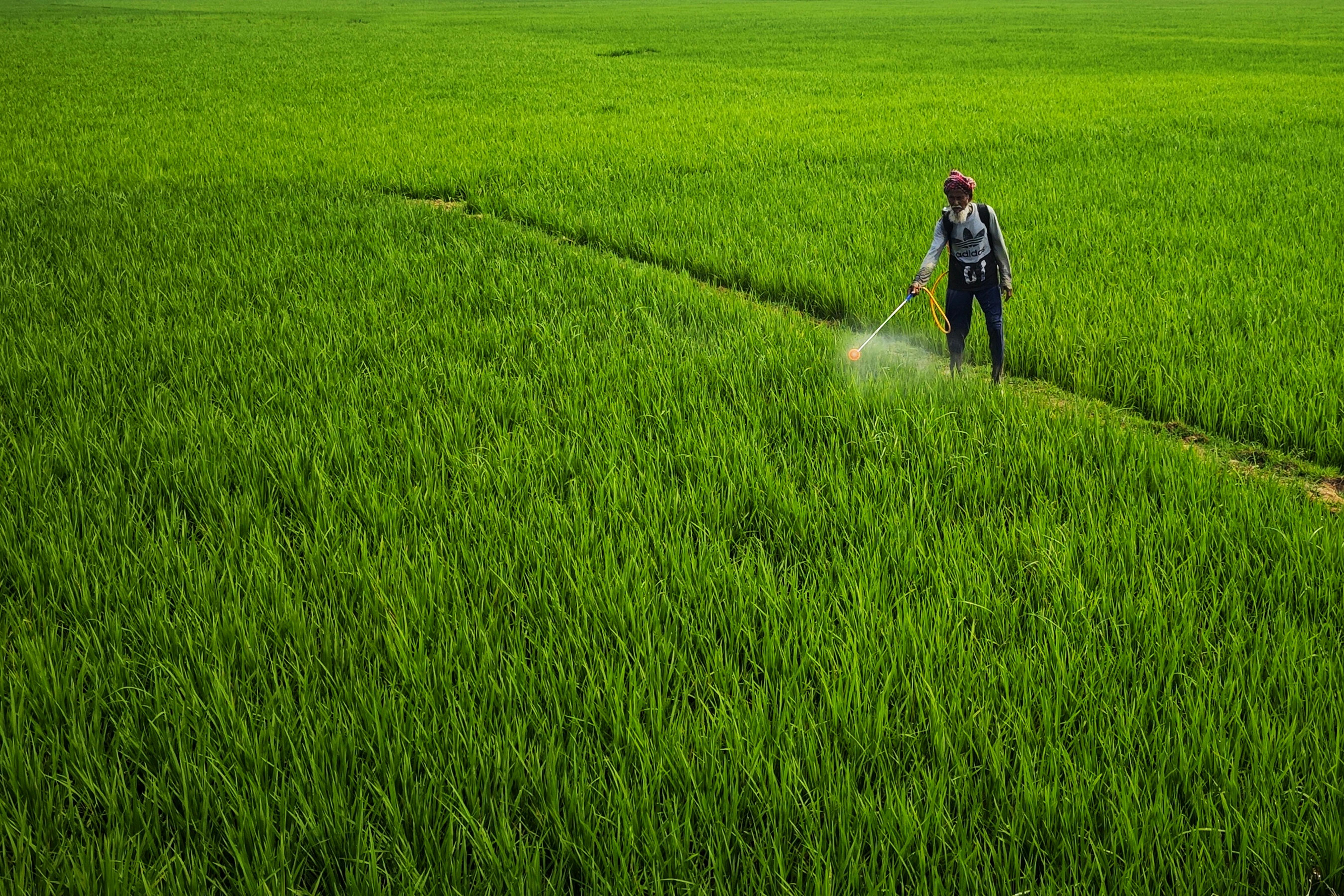 Rice Pest Photos, Download The BEST Free Rice Pest Stock Photos & HD Images