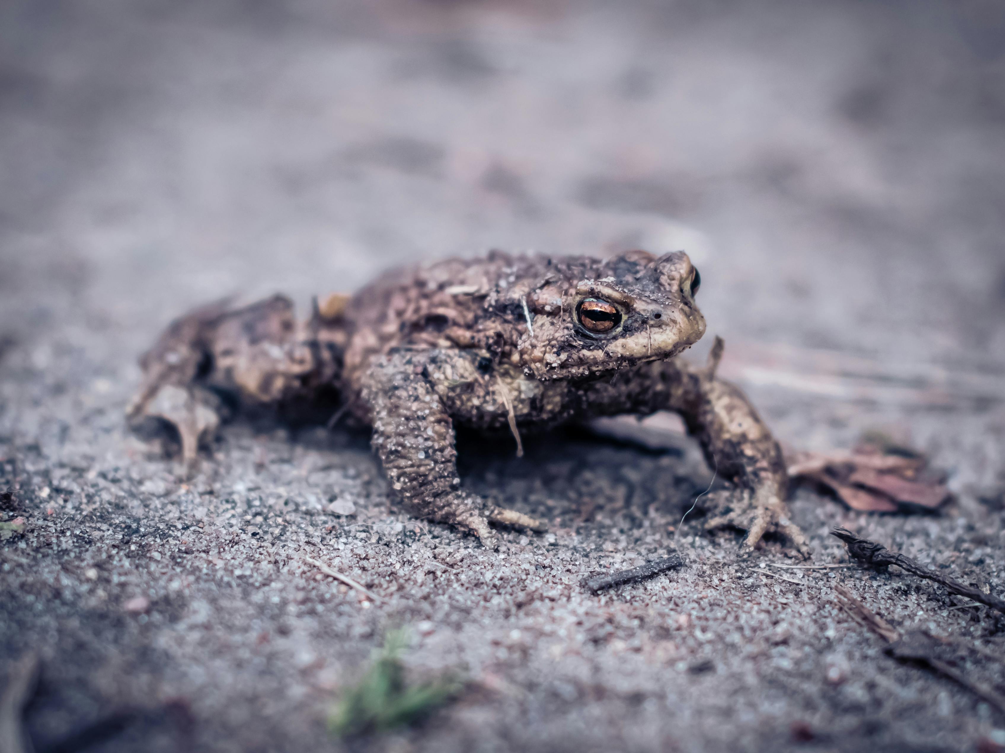 Close-up of a Toad Sitting on the Ground · Free Stock Photo