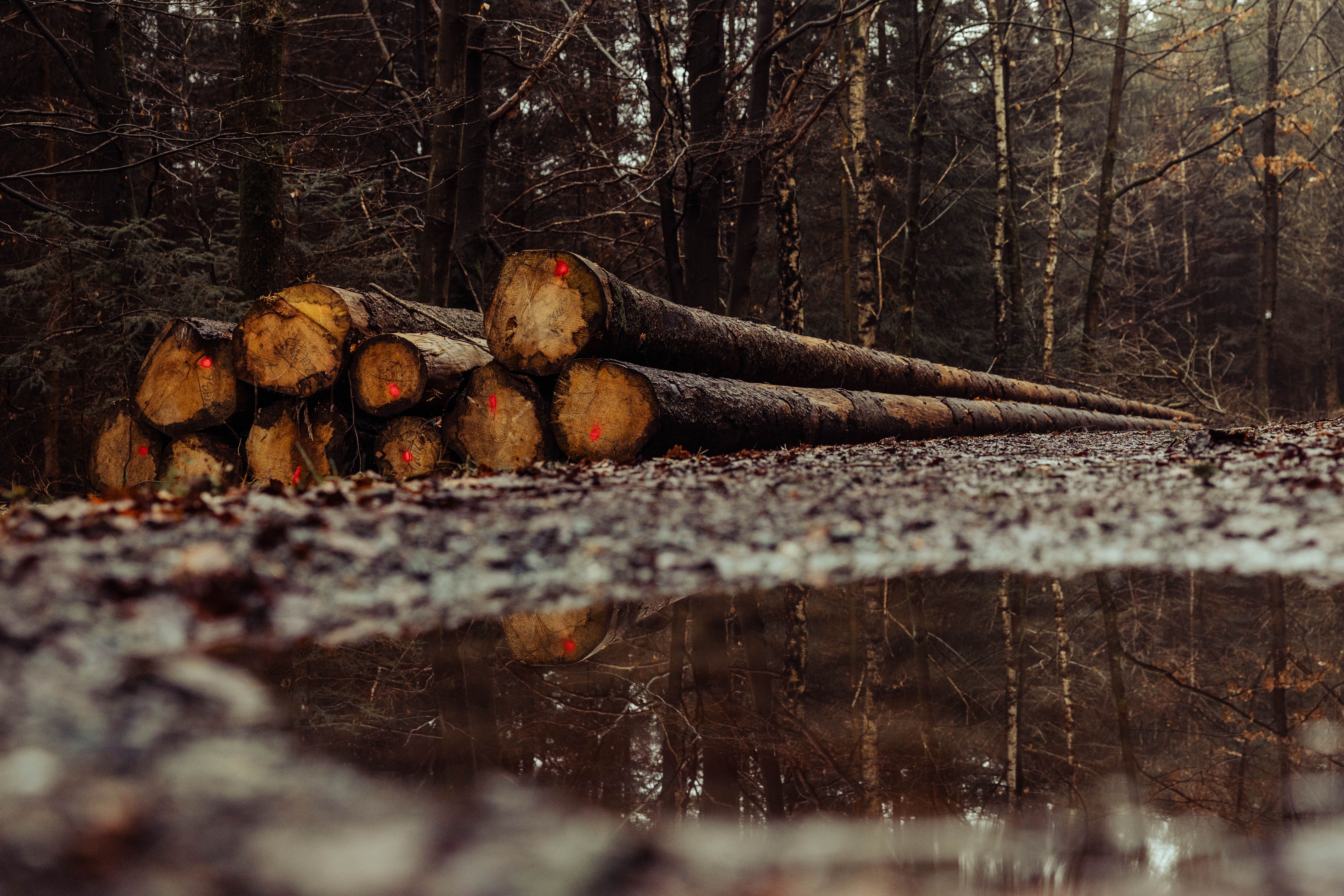 Depth of Field Photography of Brown Tree Logs · Free Stock Photo