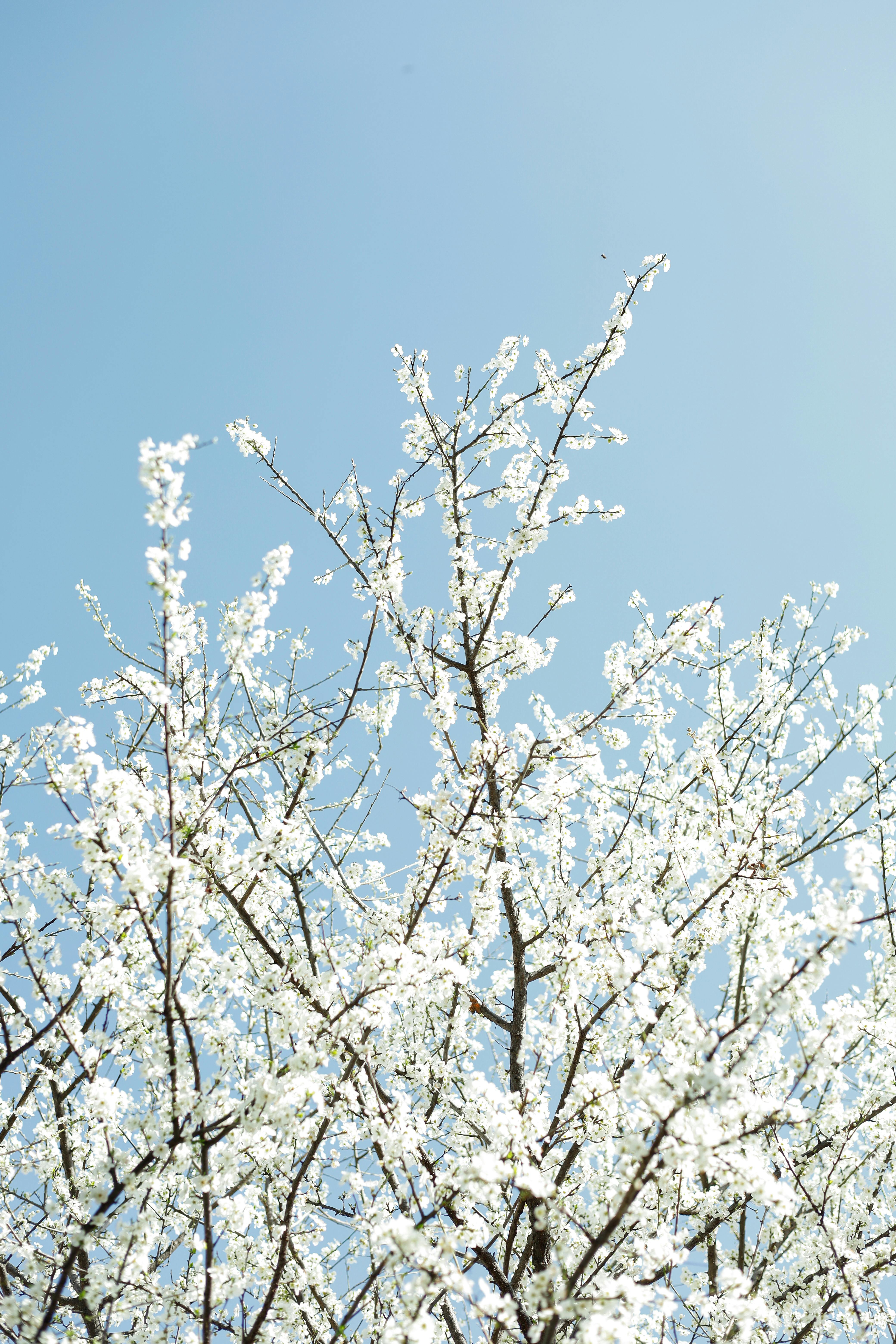 White Flowering Tree Low-angle Photo at Daytime · Free Stock Photo