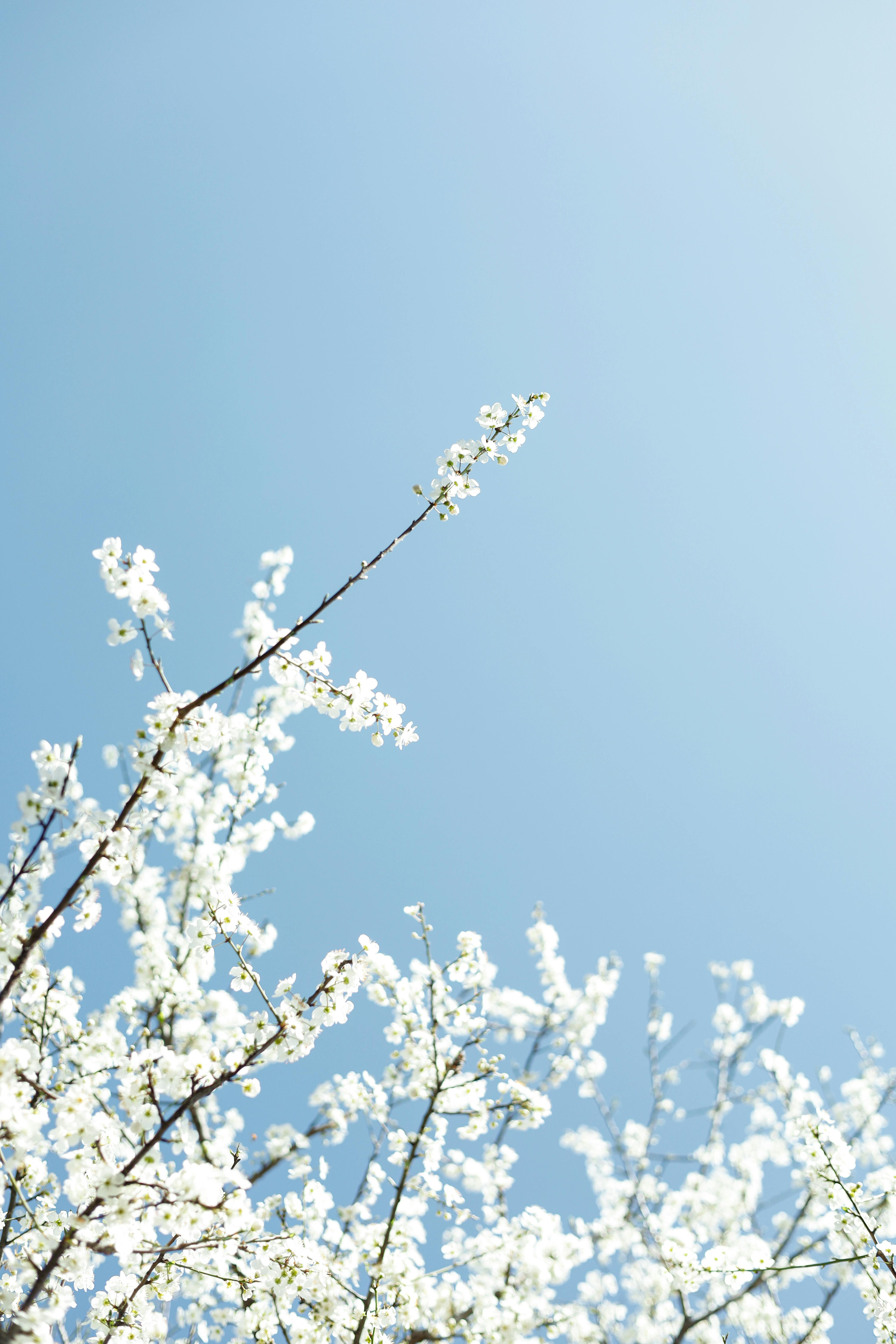 Castor Tree Photos, Download The BEST Free Castor Tree Stock Photos ...