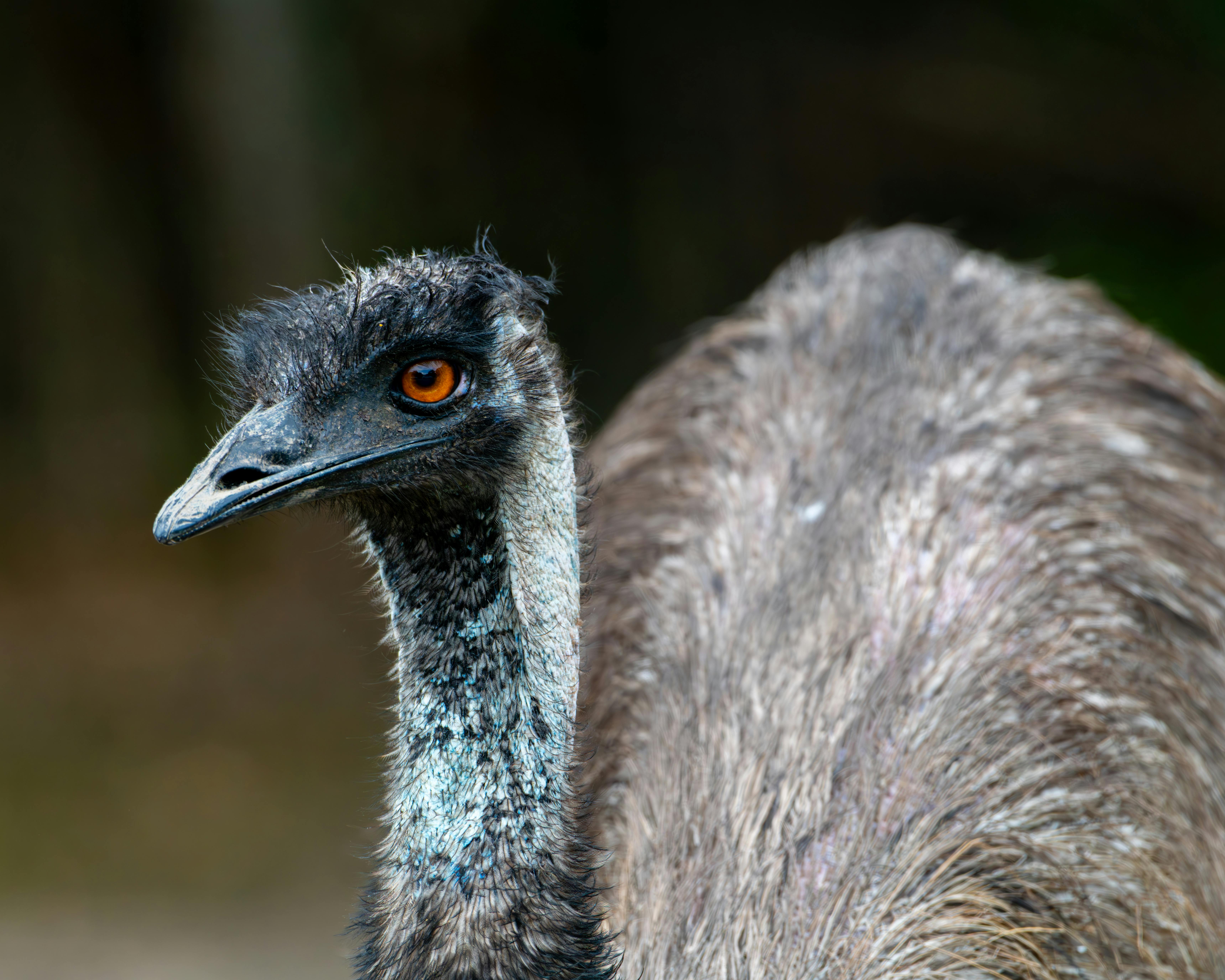 Portrait of Emu Bird · Free Stock Photo