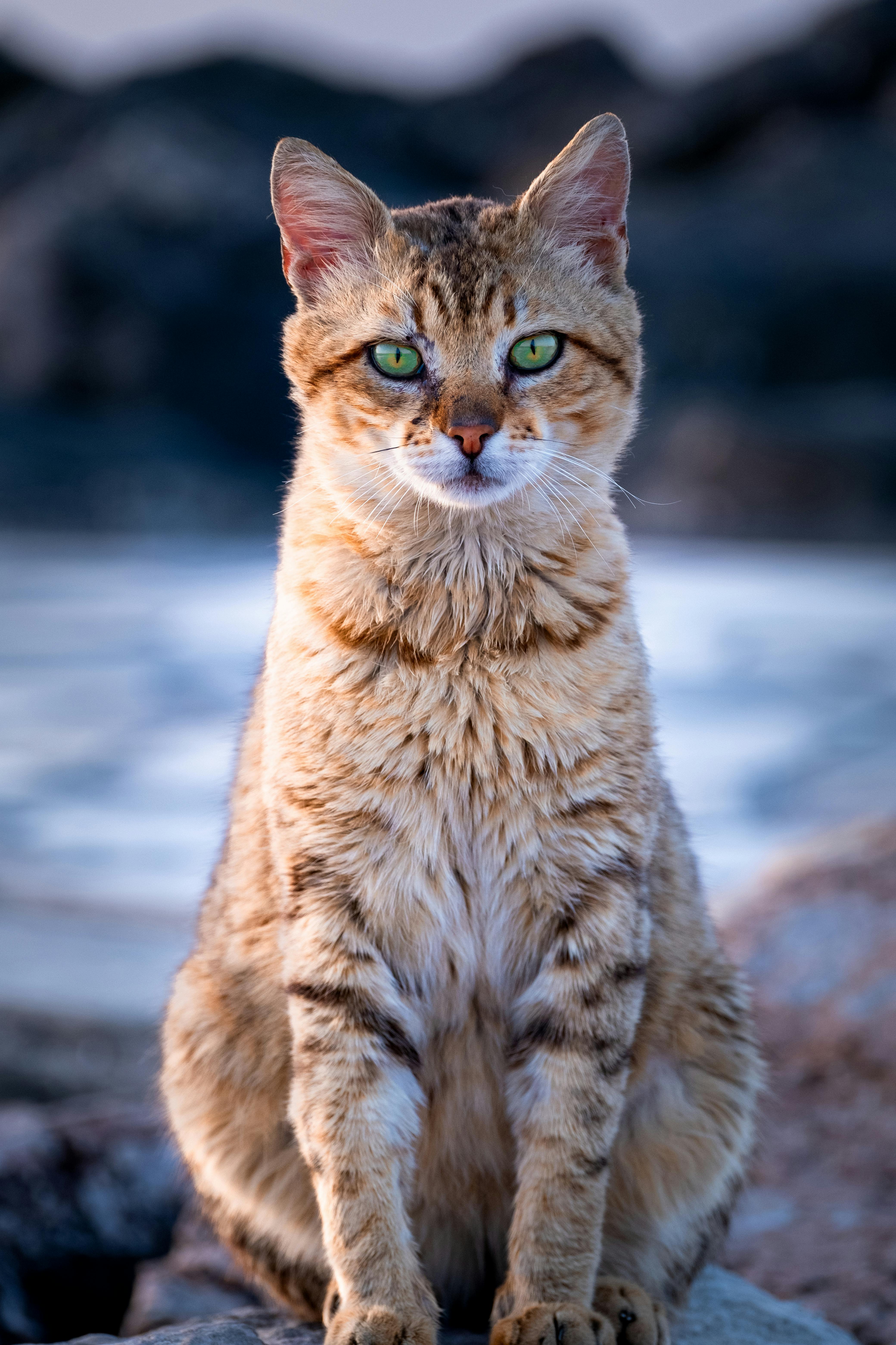 Calico Cat · Free Stock Photo