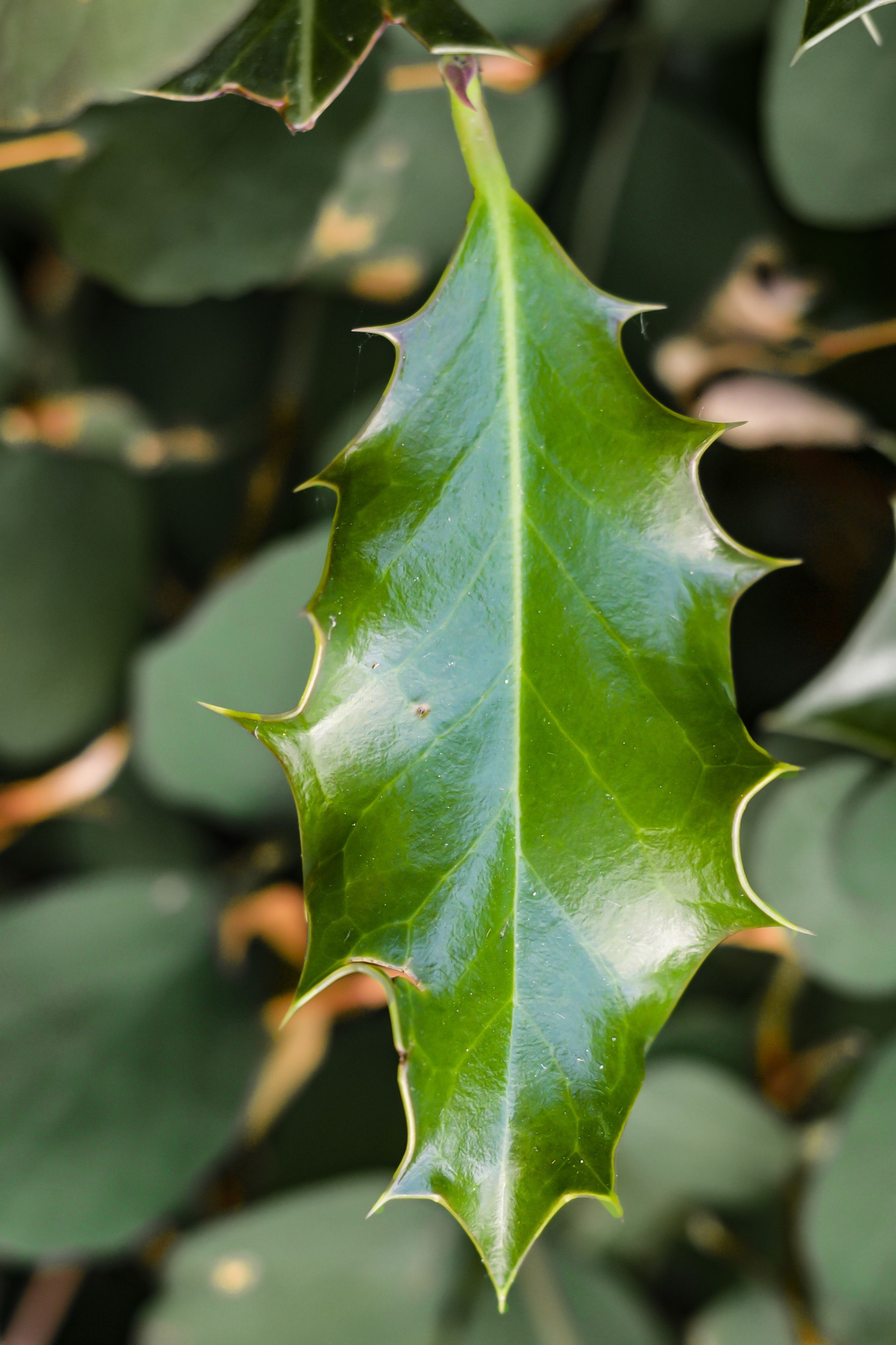 Holly Leaf Macro Photos, Download The BEST Free Holly Leaf Macro Stock ...