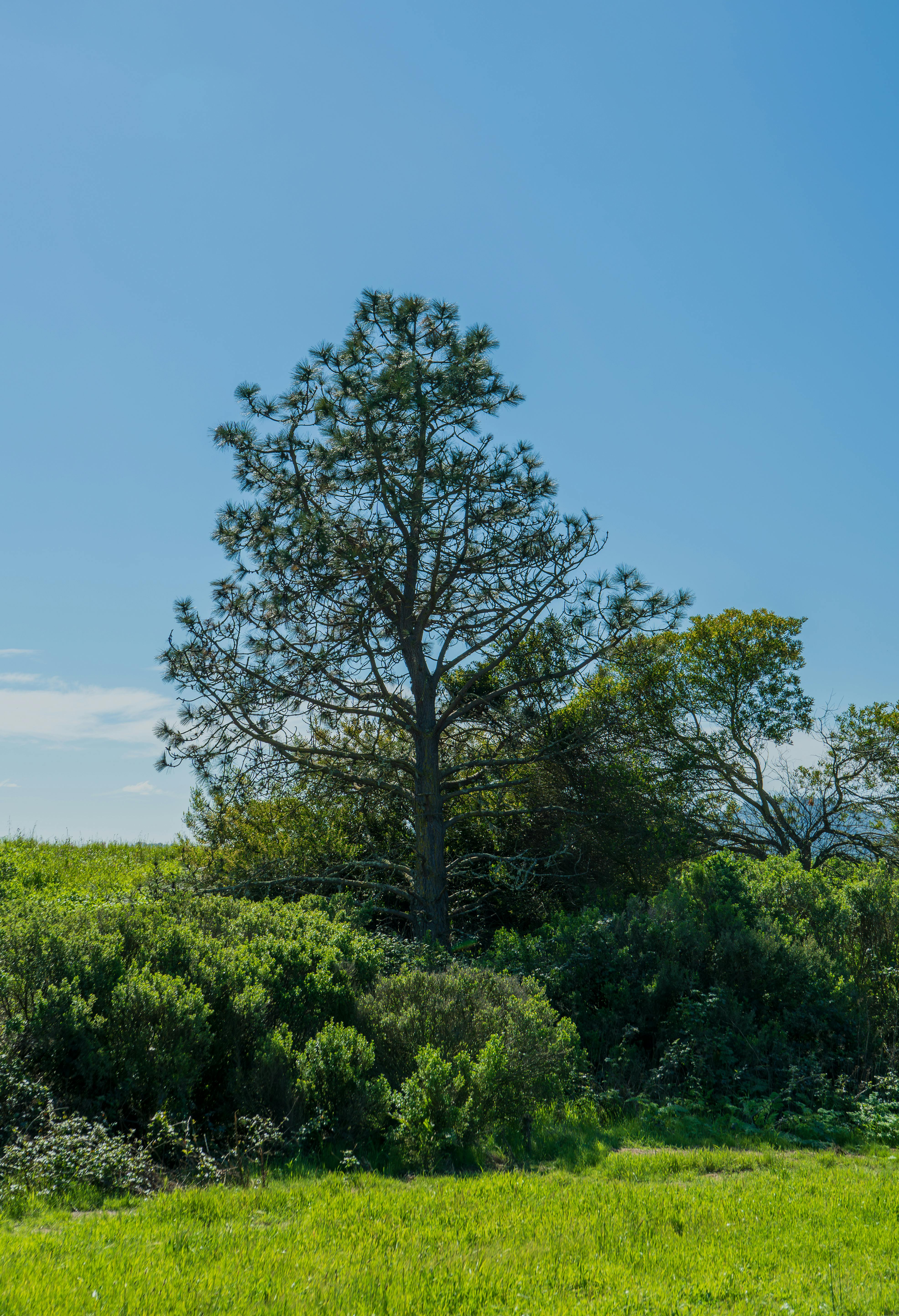 Tree Surrounded by Shrubs on a Hill · Free Stock Photo