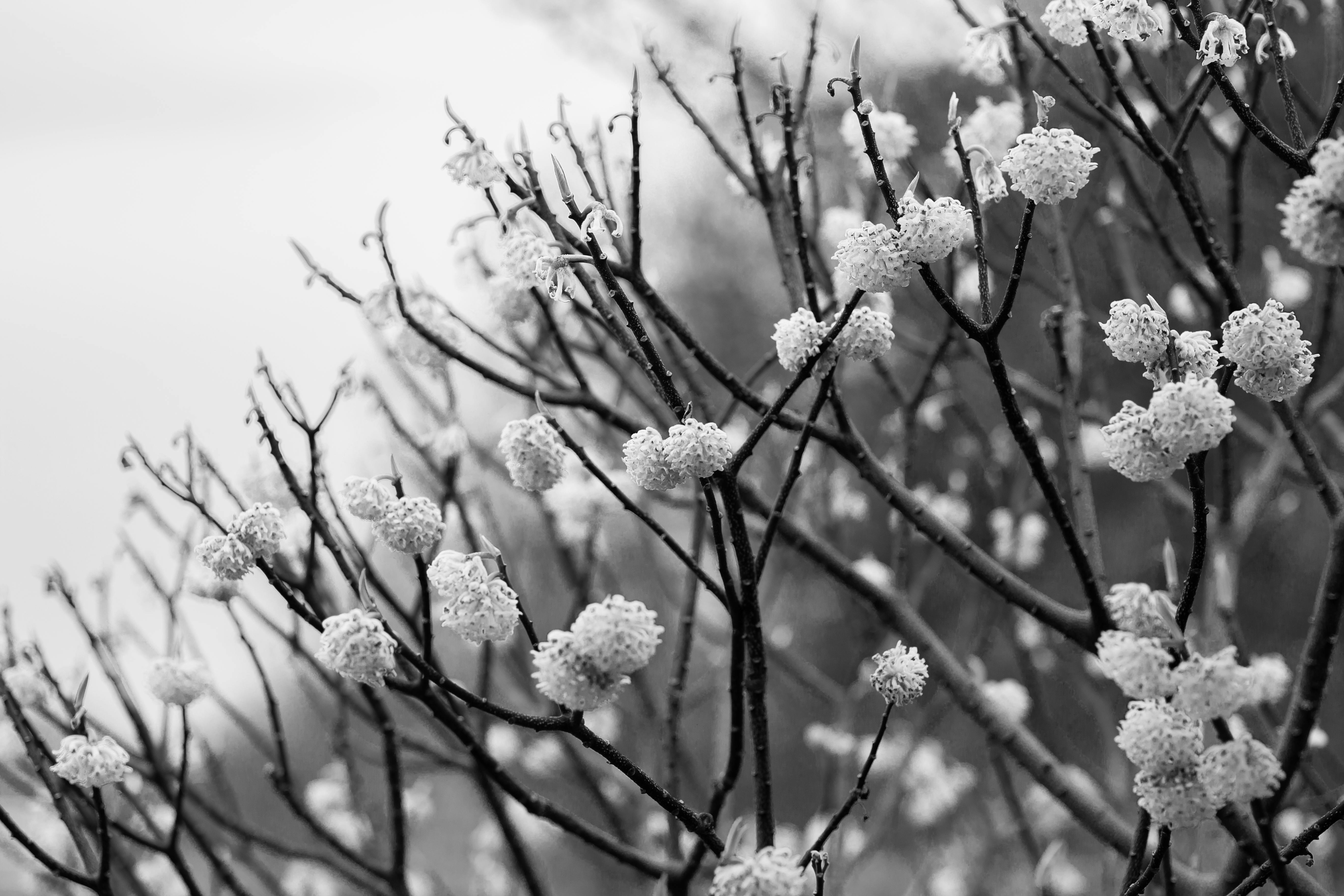 Branches of Snowball Blossoms · Free Stock Photo