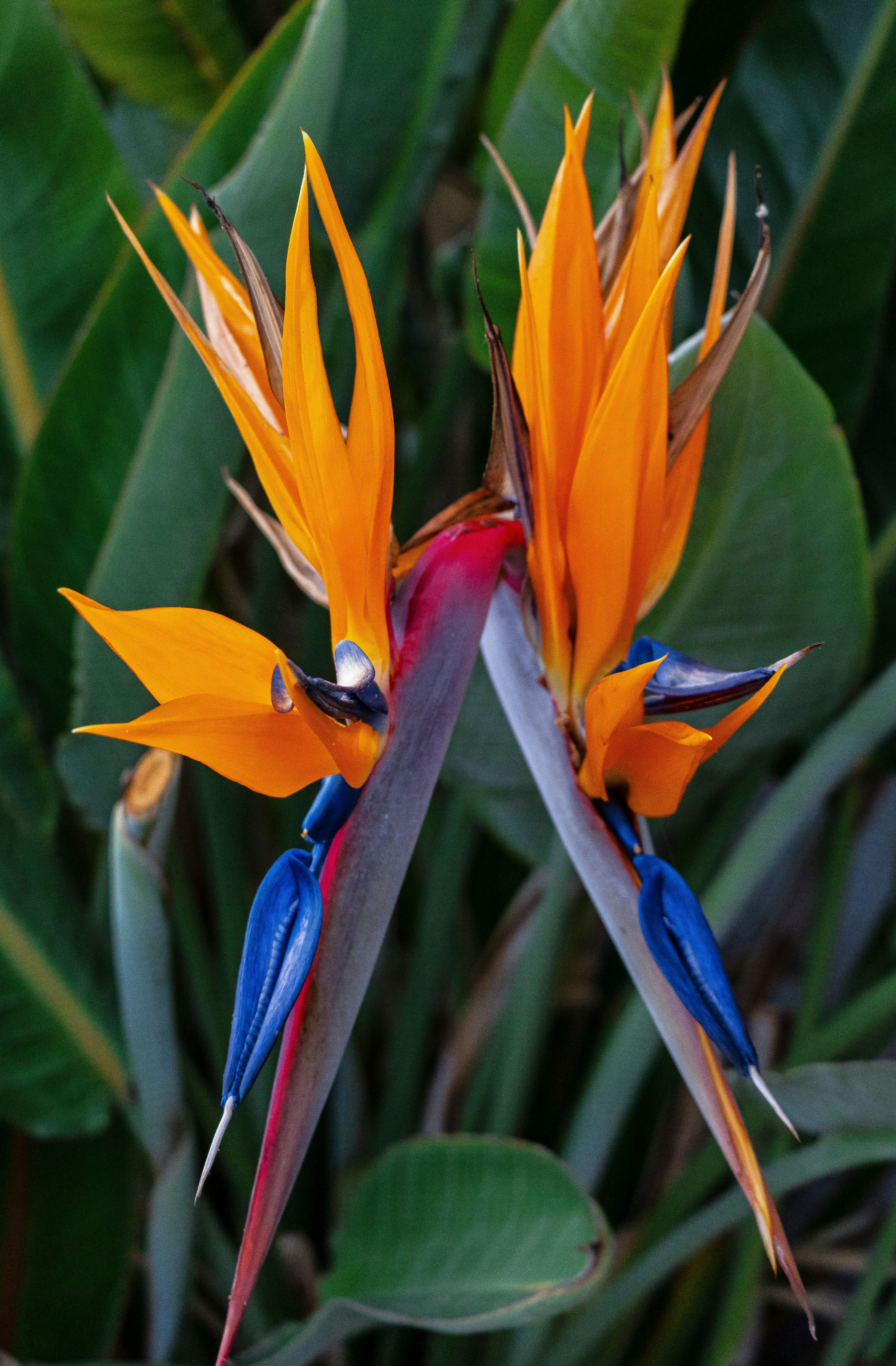 Orange Birds of Paradise Flower · Free Stock Photo