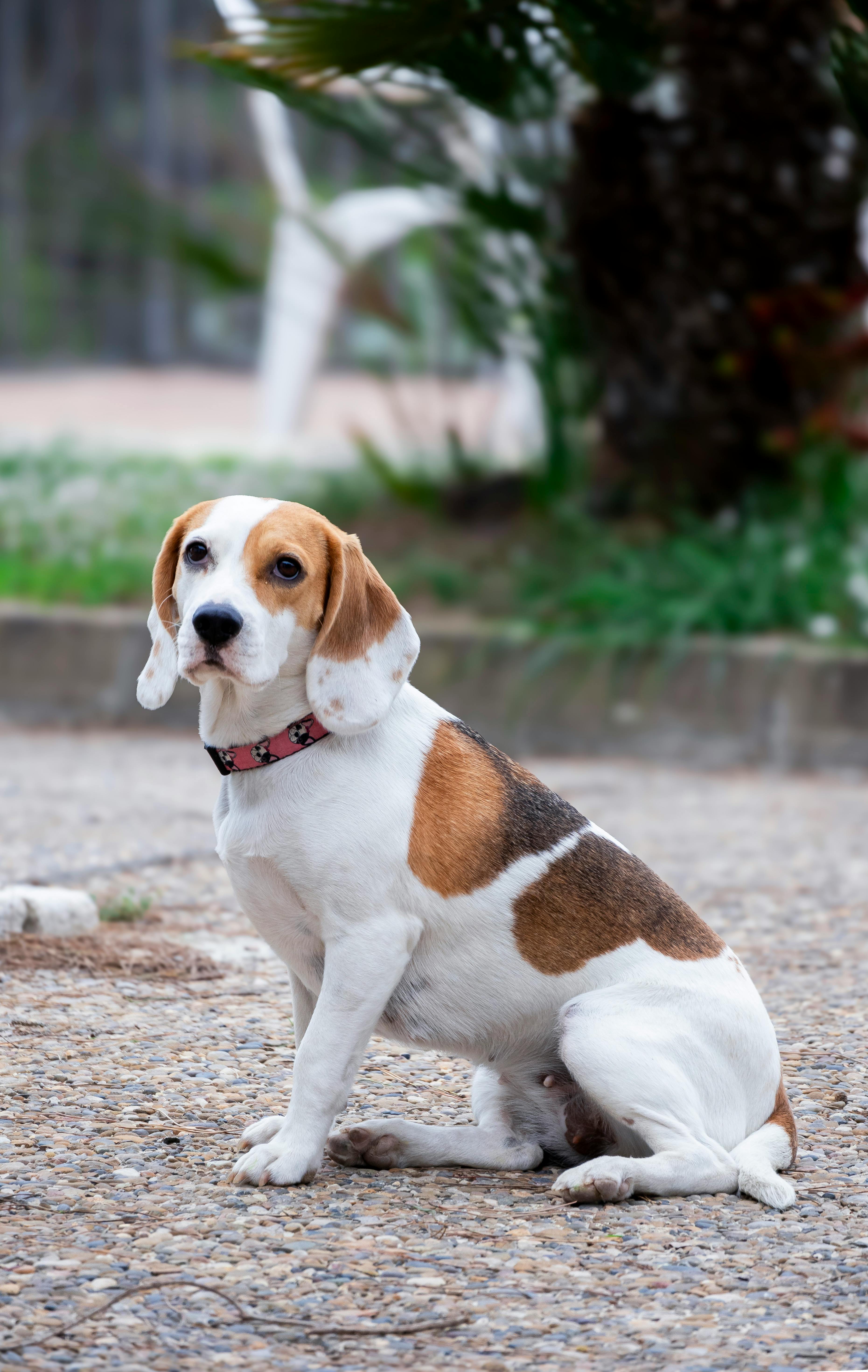 North Country Beagle in Collar · Free Stock Photo