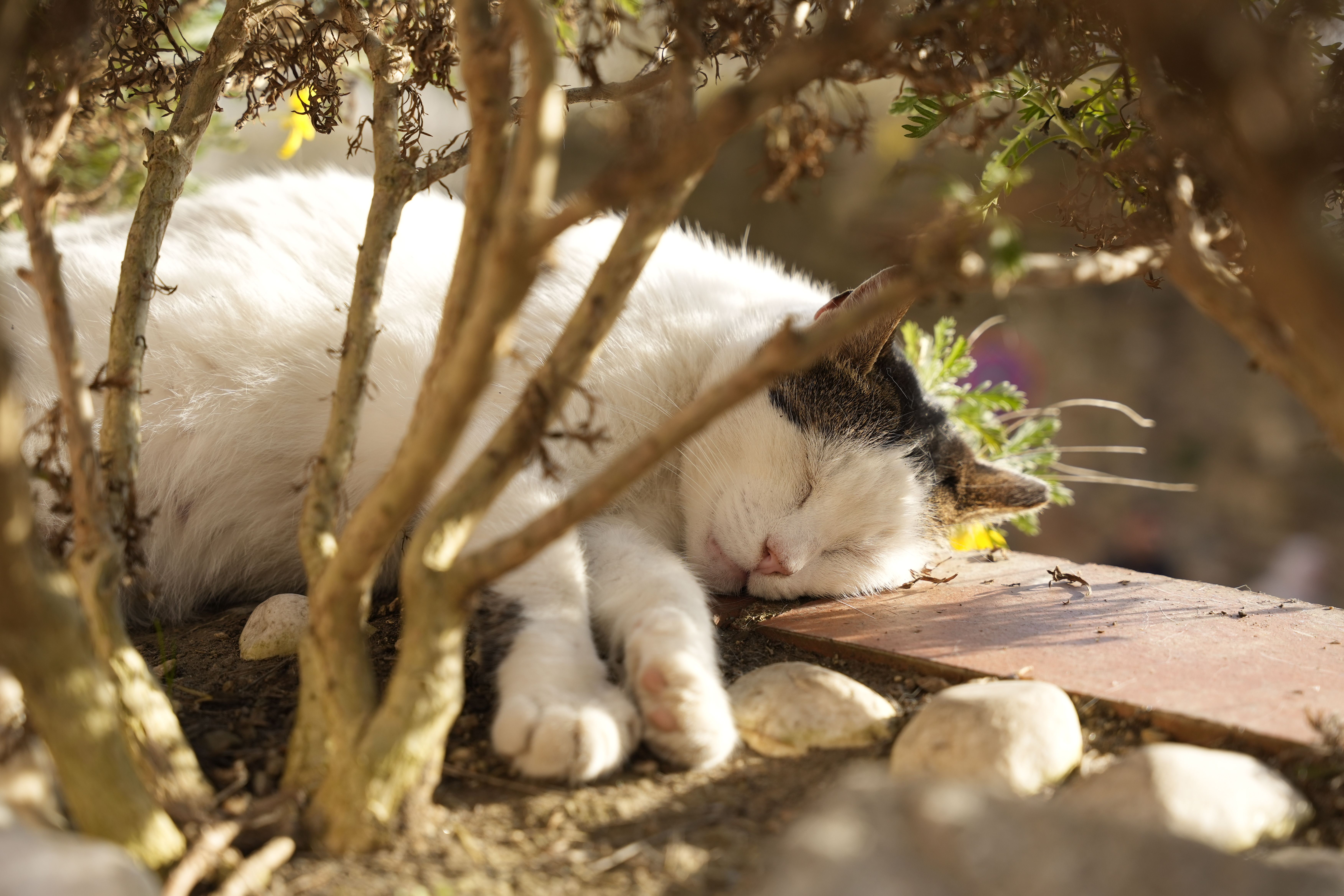 Cat Sleeping under Shrub · Free Stock Photo
