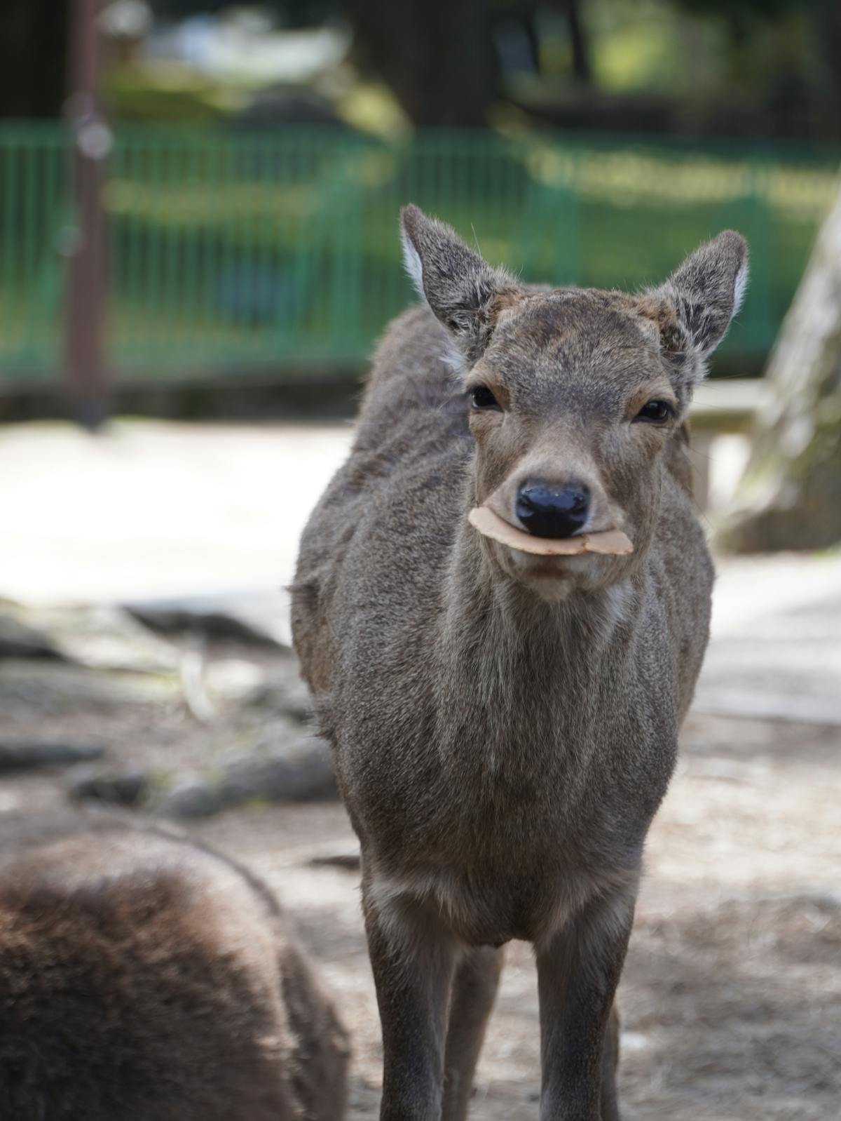 Sika Ko Photos, Download The BEST Free Sika Ko Stock Photos & HD Images