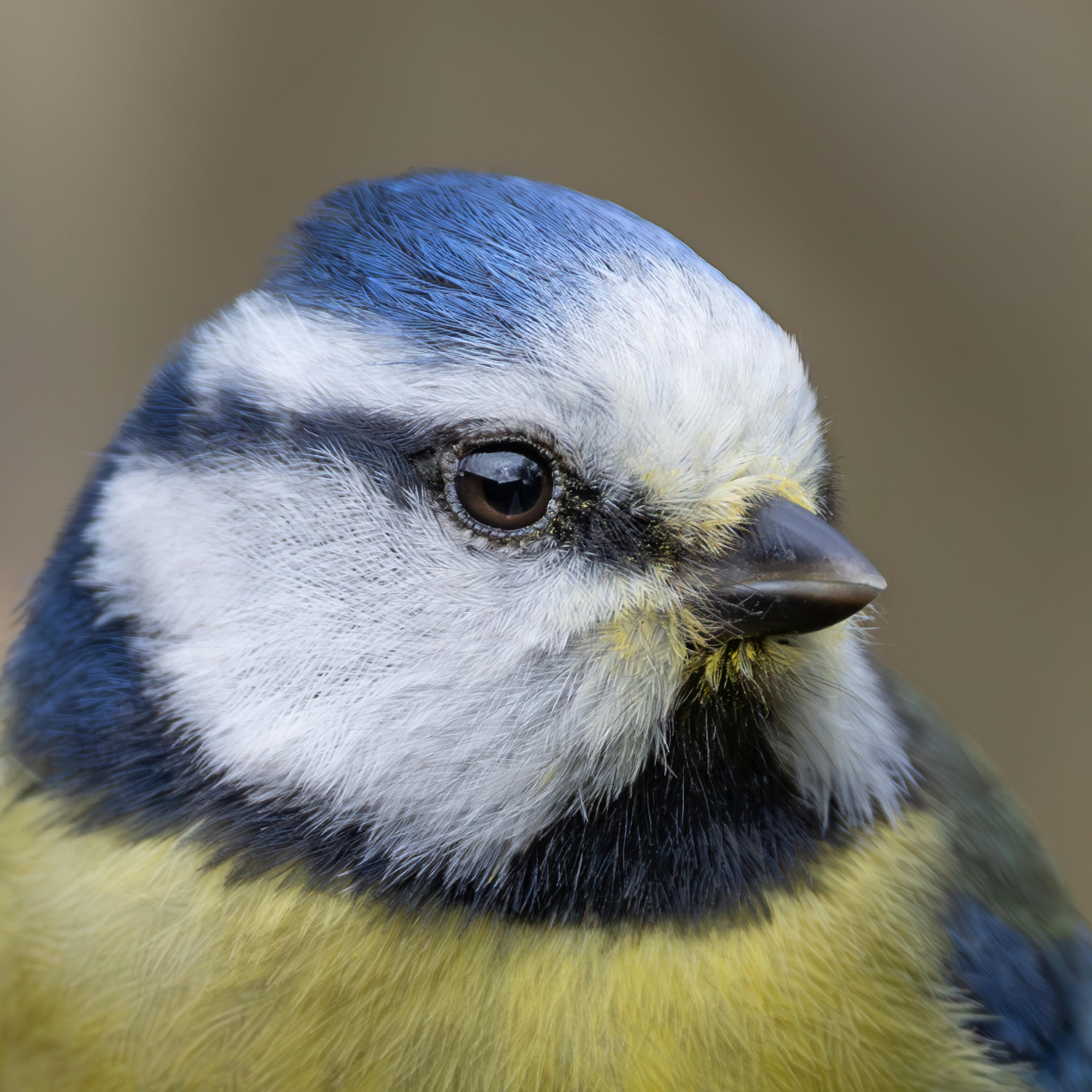 Close-up of an Eurasian Blue Tit · Free Stock Photo