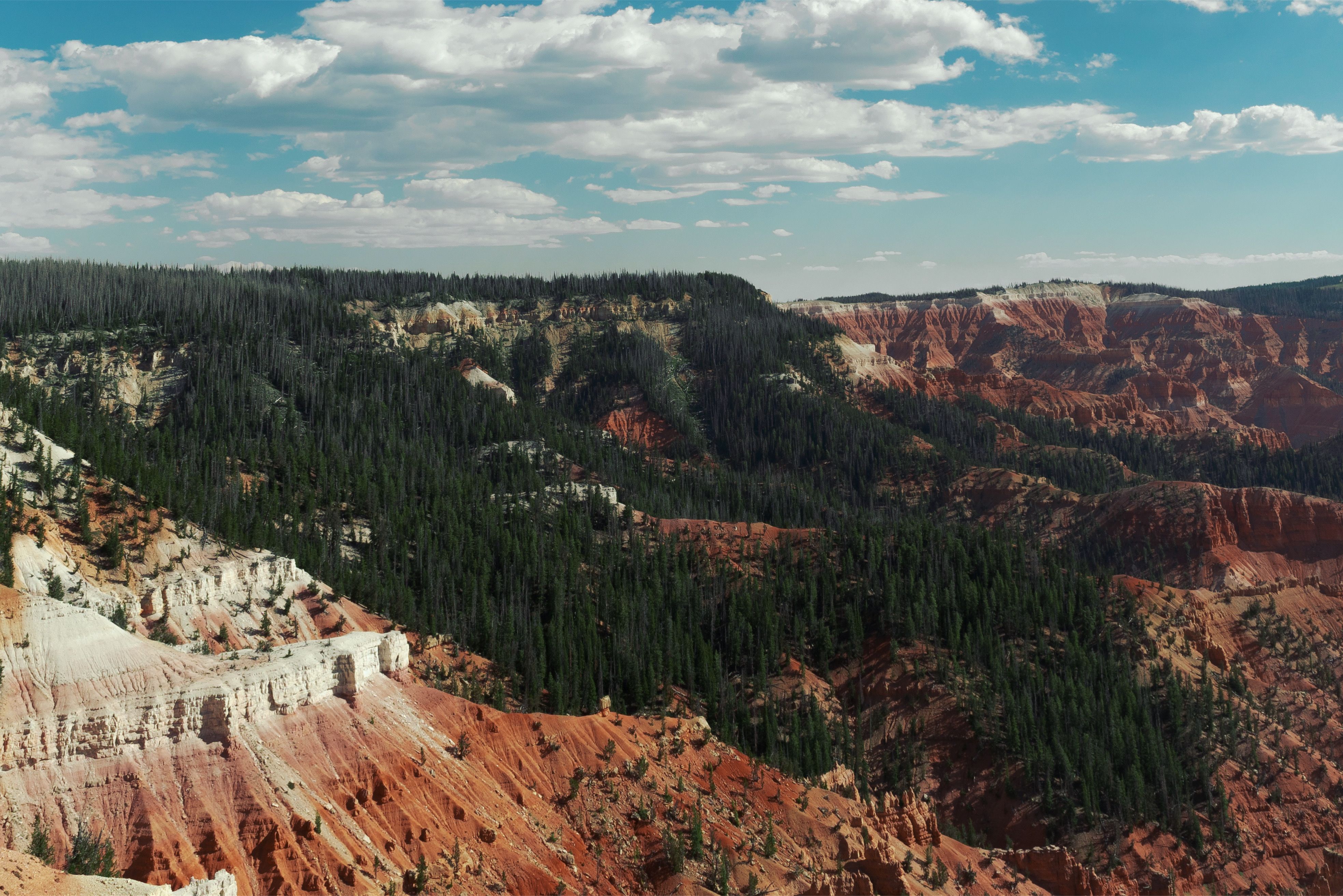 Forest Growing on Canyon Slope · Free Stock Photo