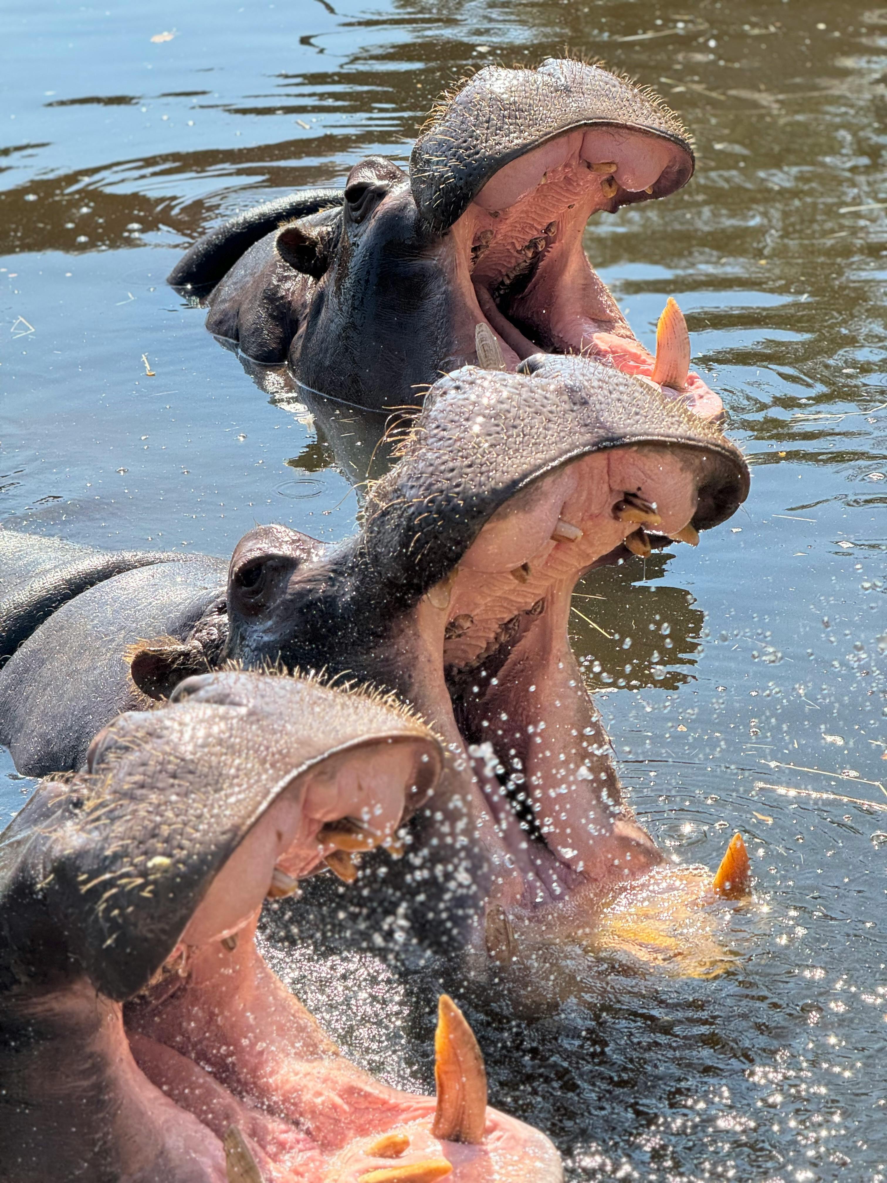 Hippo Teeth Photos, Download The BEST Free Hippo Teeth Stock Photos ...