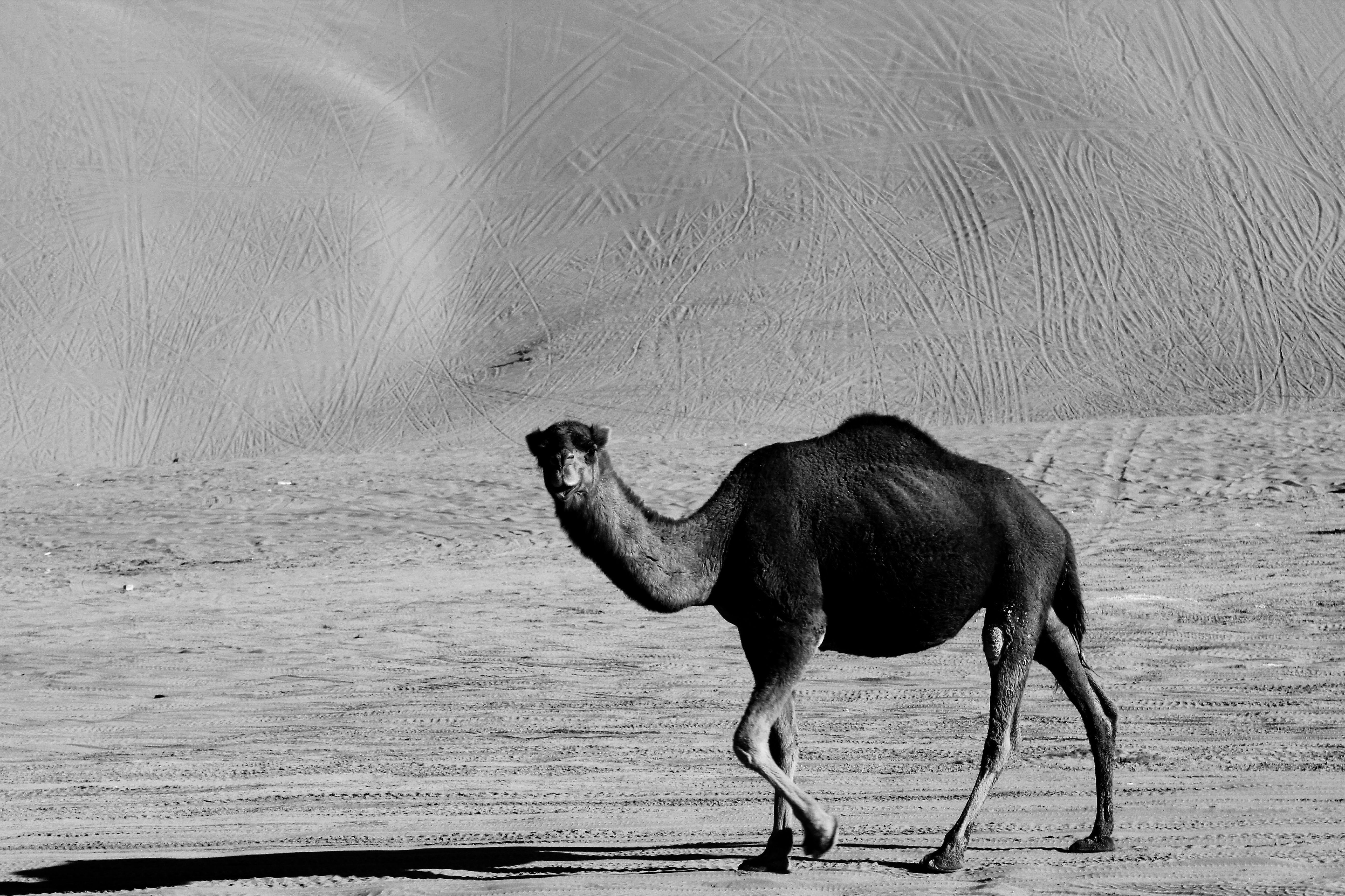 Camel Pictures Black And White Camel Running On Brown Sand · Free
