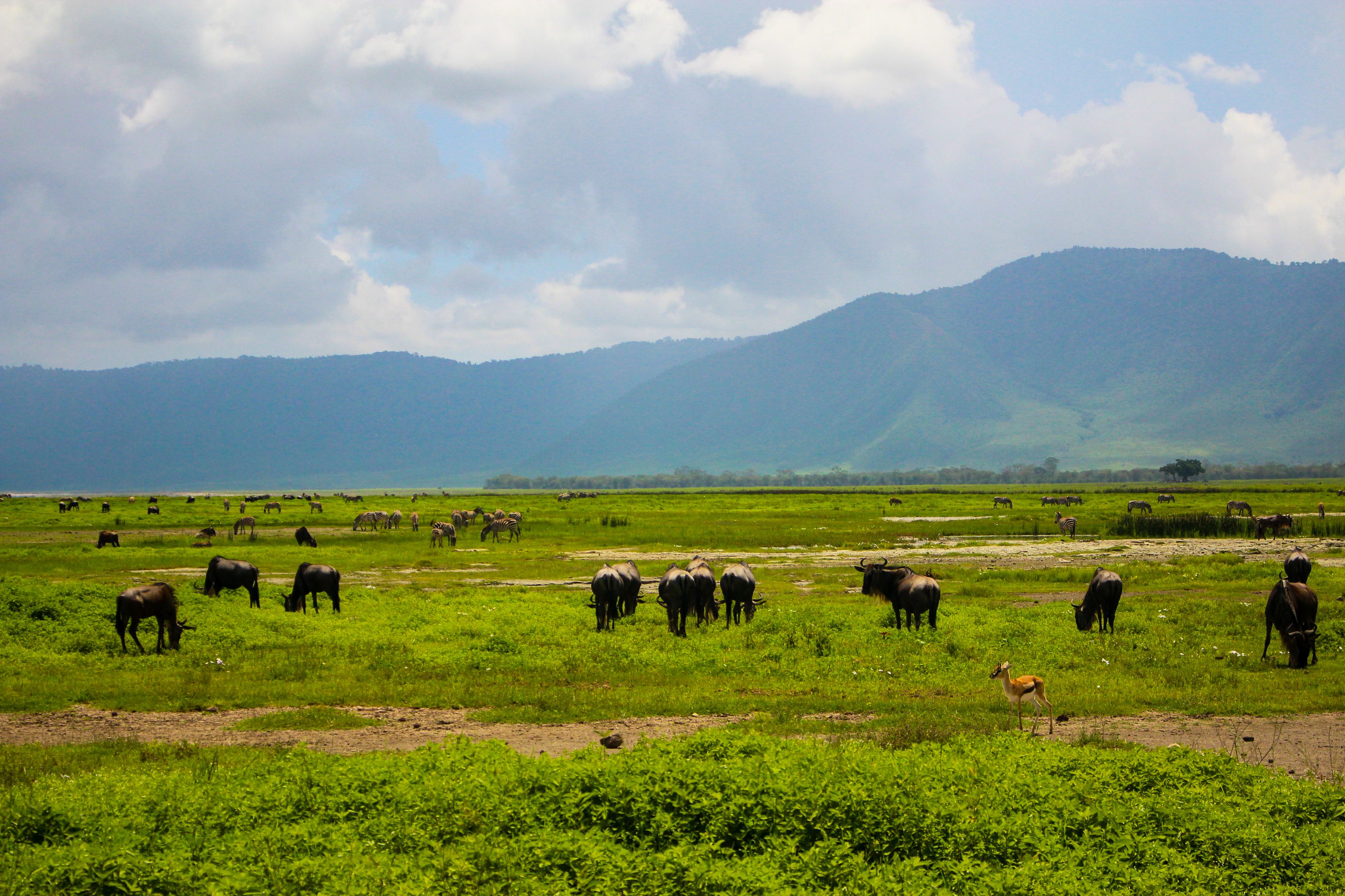 Tanzania Animals Photos, Download The BEST Free Tanzania Animals Stock ...