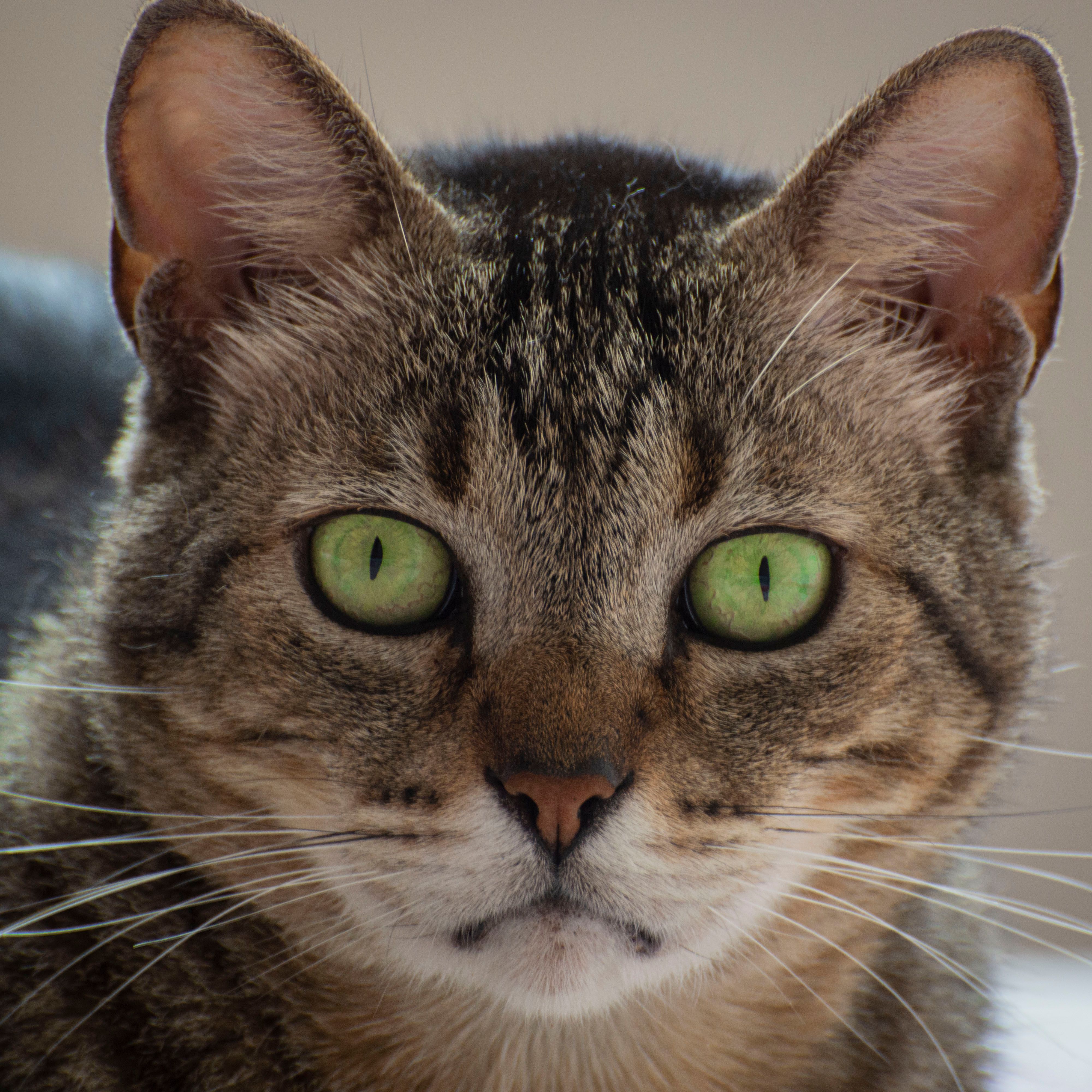 Portrait of a Cat · Free Stock Photo
