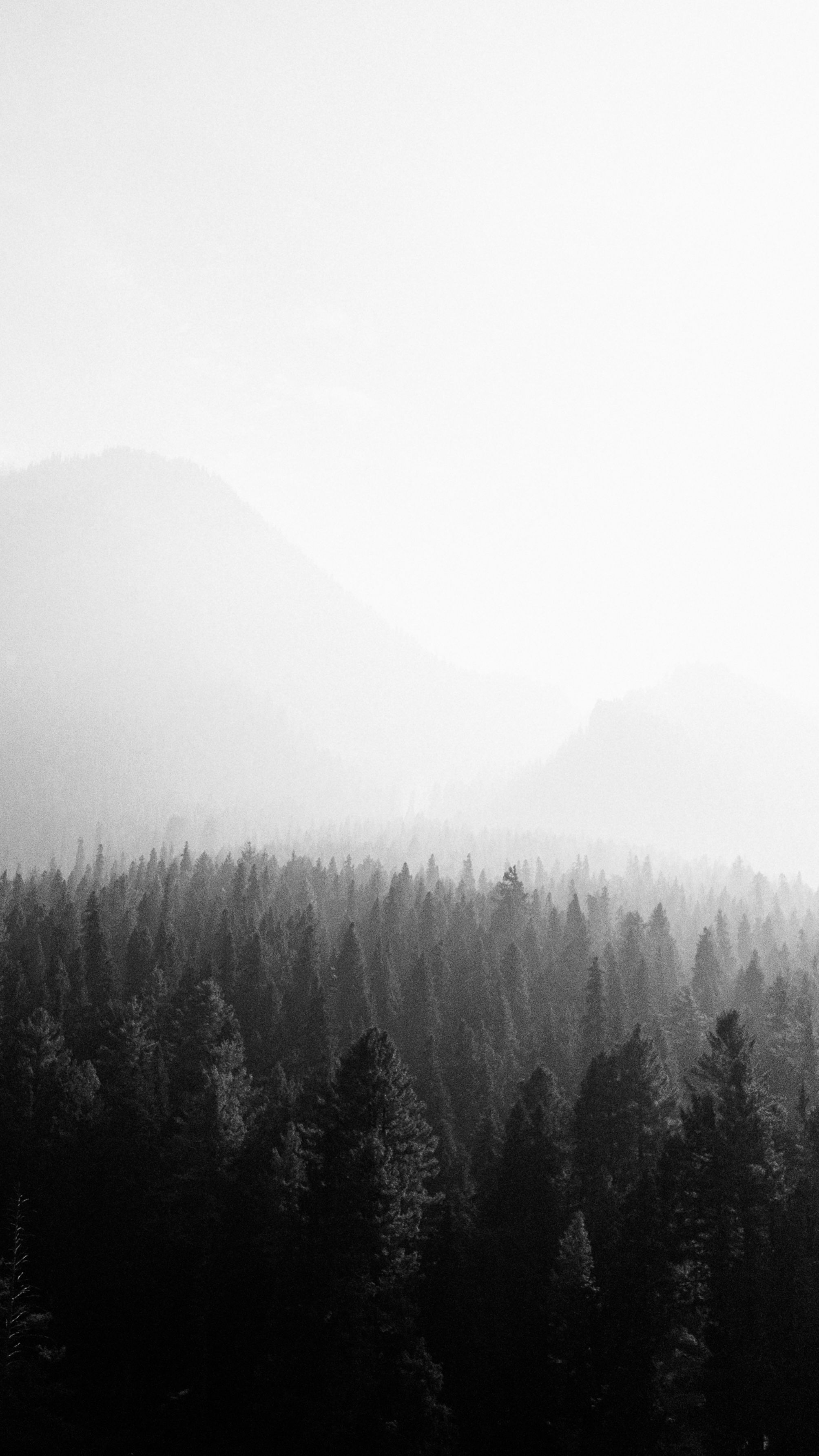 Dense Fog over Forest in Black and White · Free Stock Photo