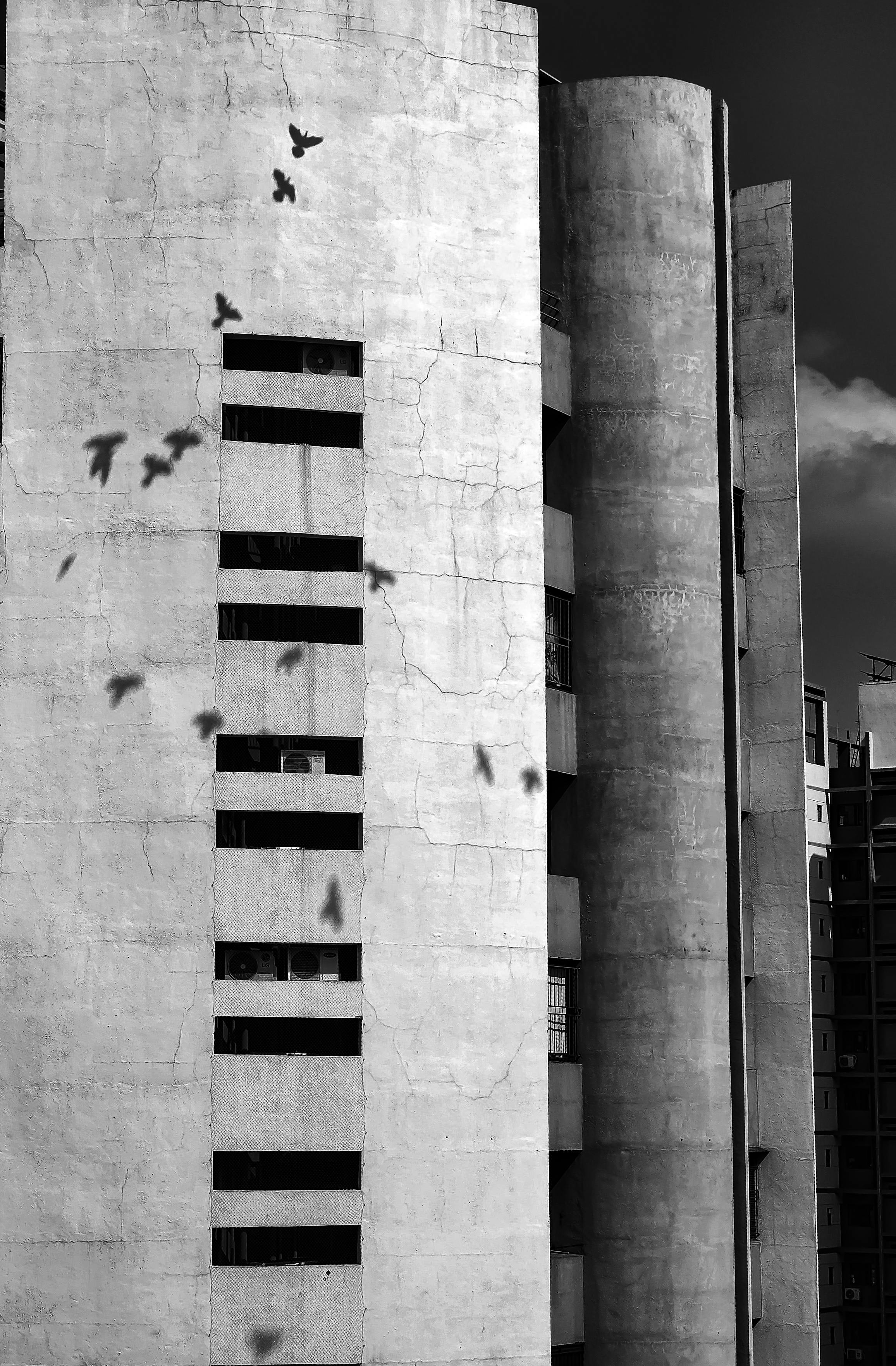 Iwa Birds Photos, Download The BEST Free Iwa Birds Stock Photos & HD Images